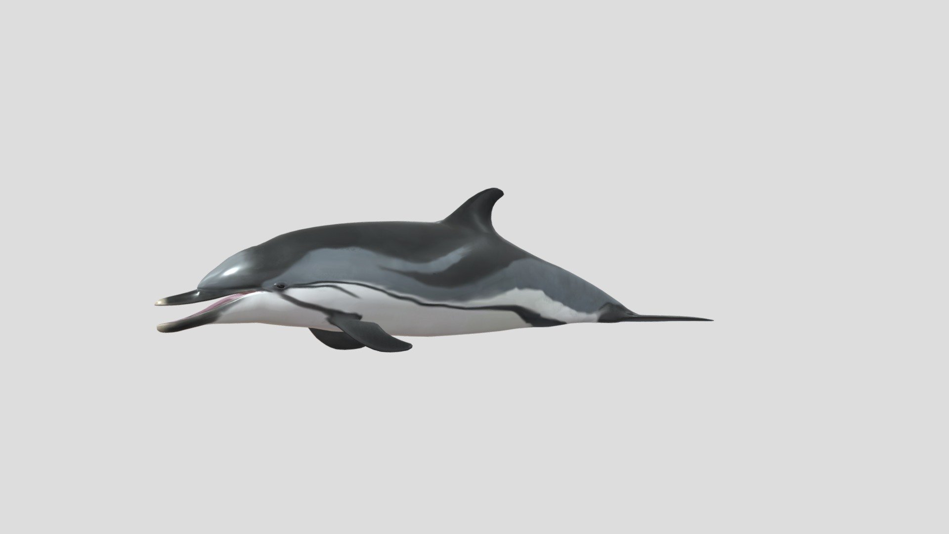 Striped dolphin - 3D model by Major (@majorgalah) [1e8373e] - Sketchfab