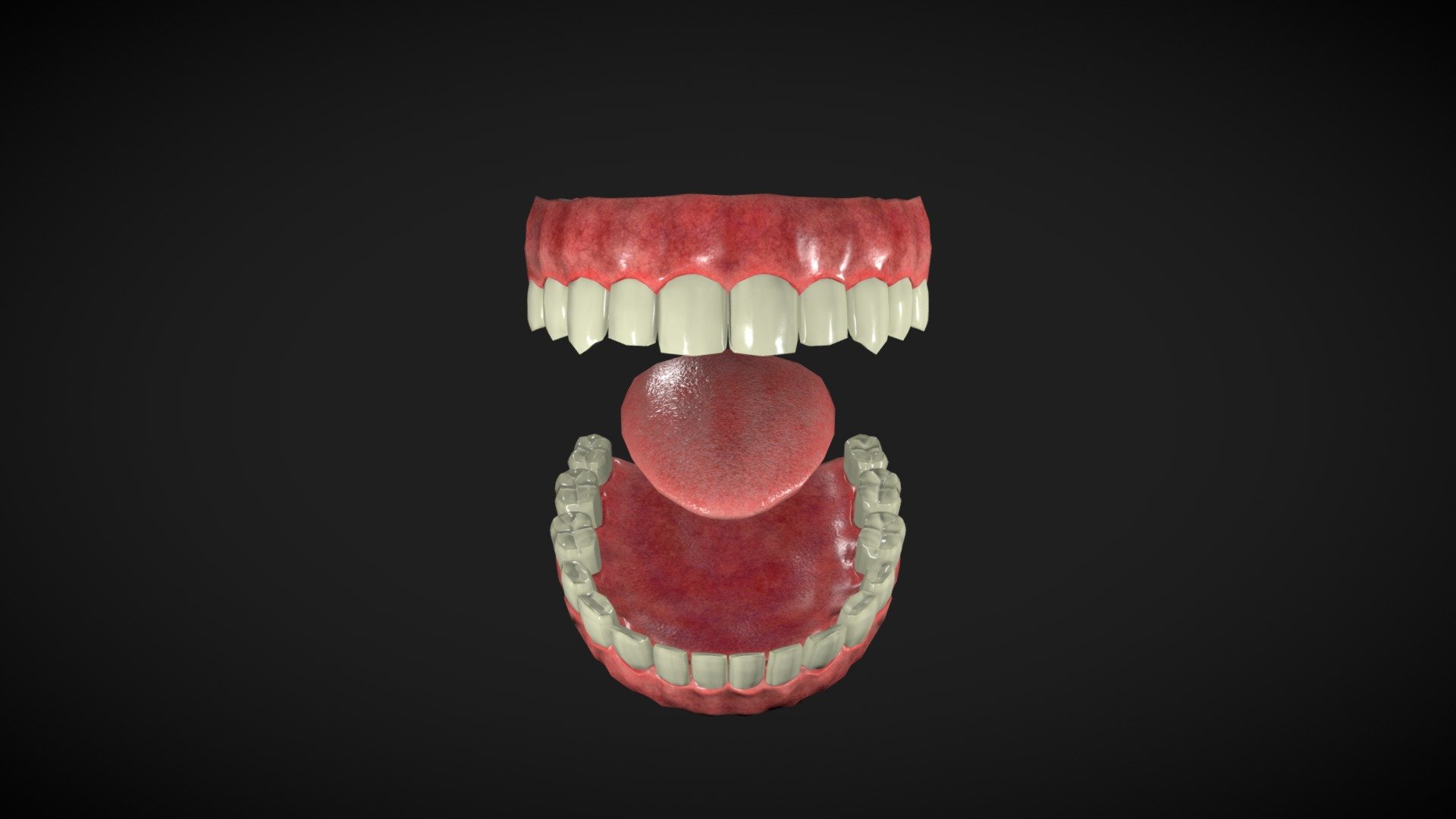 Human Jaw - 3D model by Gustavo M Hdz (@gmh099) [1e85736] - Sketchfab