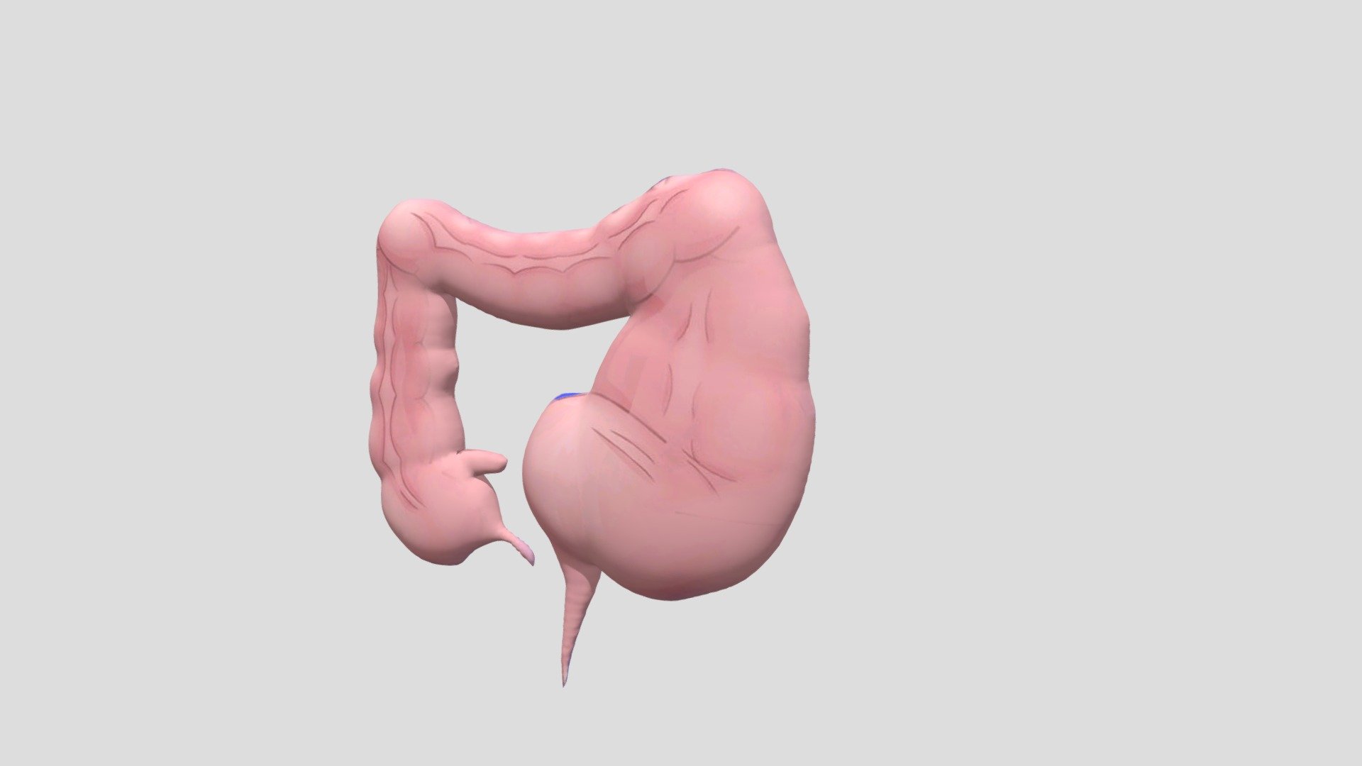 Colon - 3D model by mariayusiana31 [1e8b715] - Sketchfab