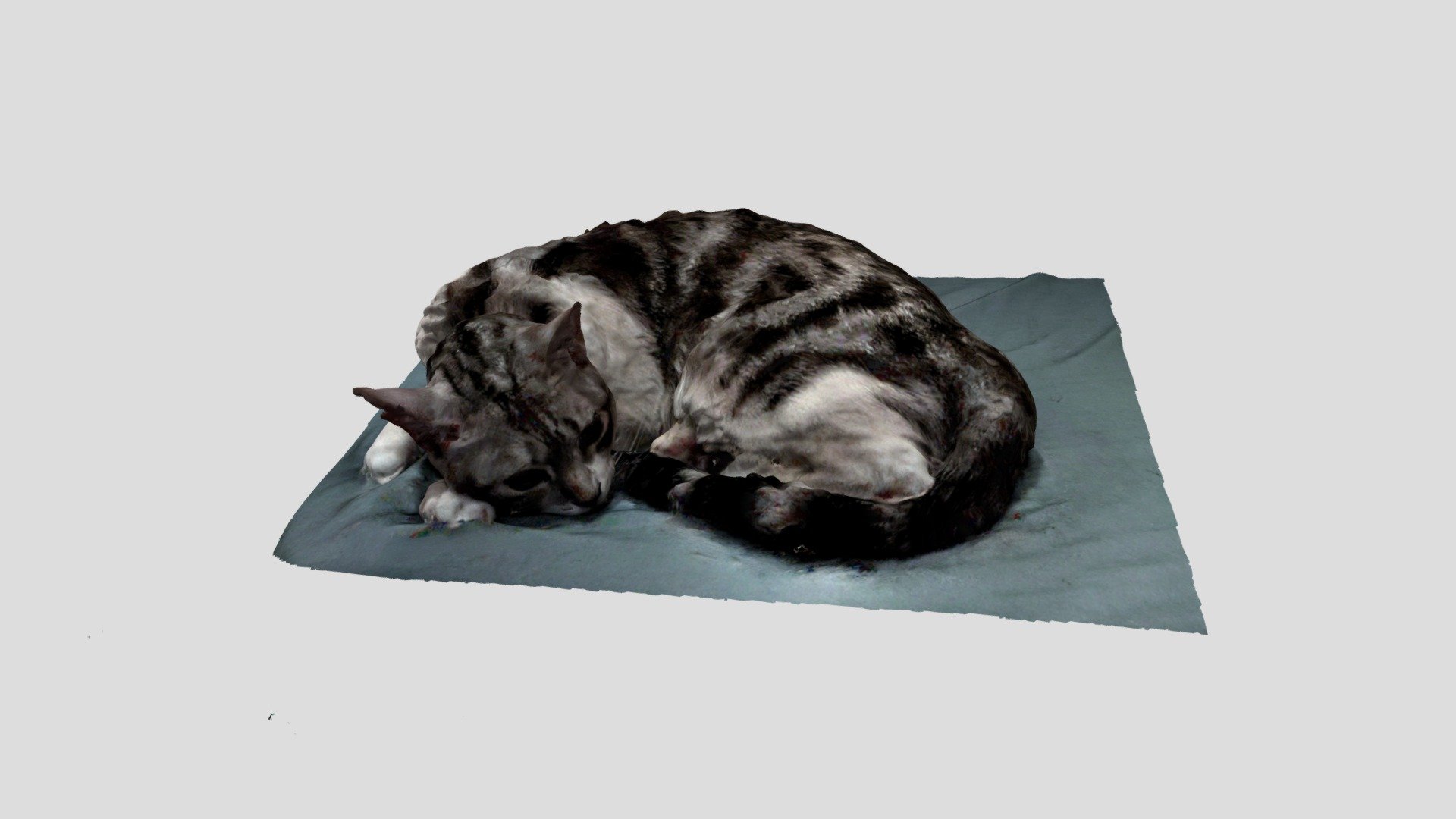 Hoshi the Cat (scanned model) - RevoPoint - 3D model by ...