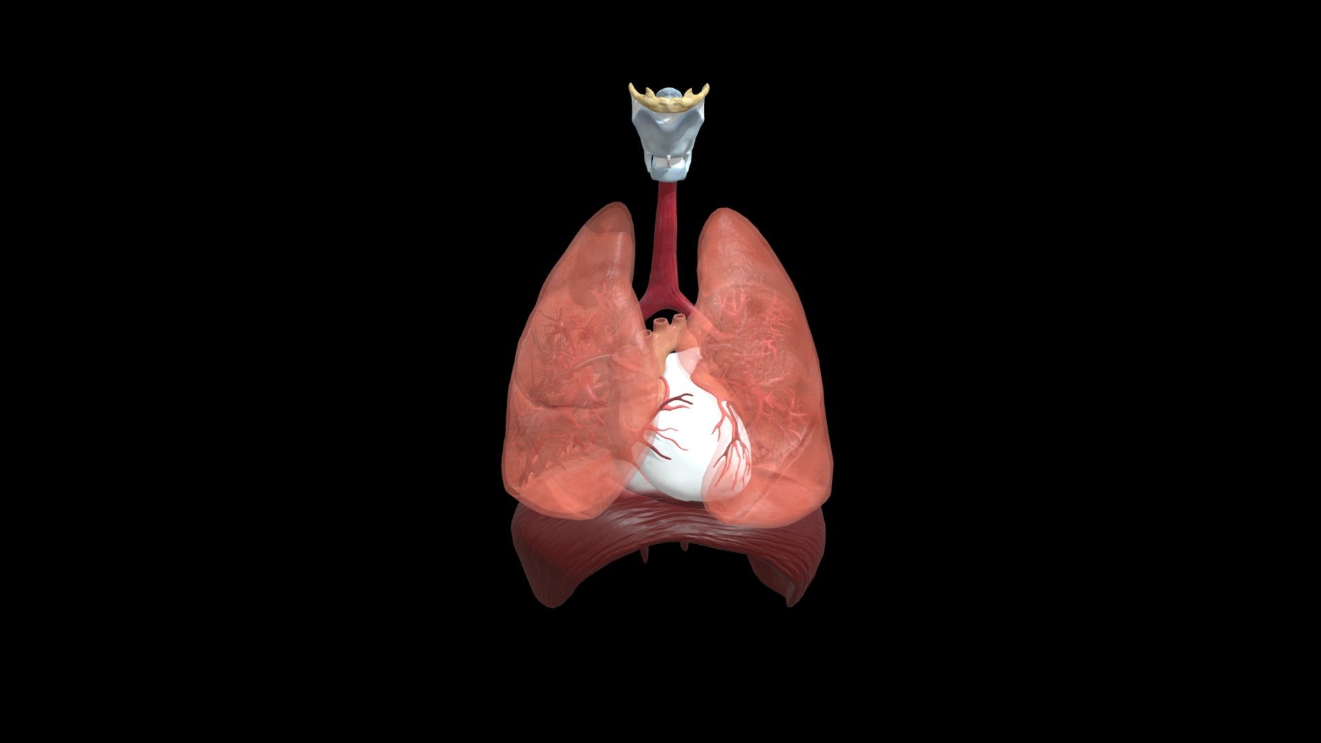 Adult heart and lung (Animated) - 3D model by Education Resource Fund ...