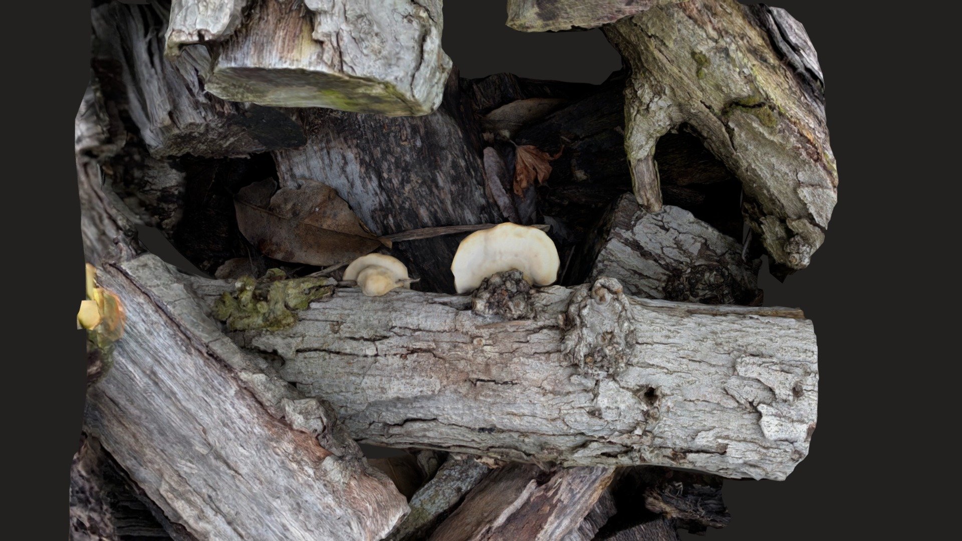 Day 200: Shell Fungi - Download Free 3D model by uttamg911 [1e960bd ...