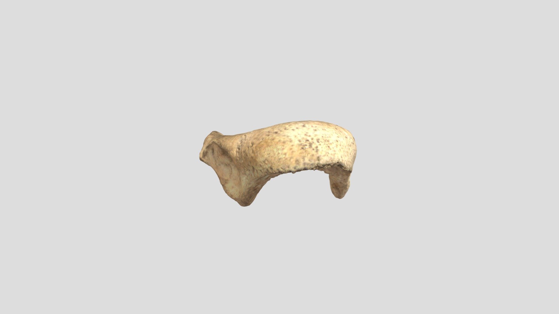 The green sea turtle mandible - 3D model by DarekN [1ea3385] - Sketchfab