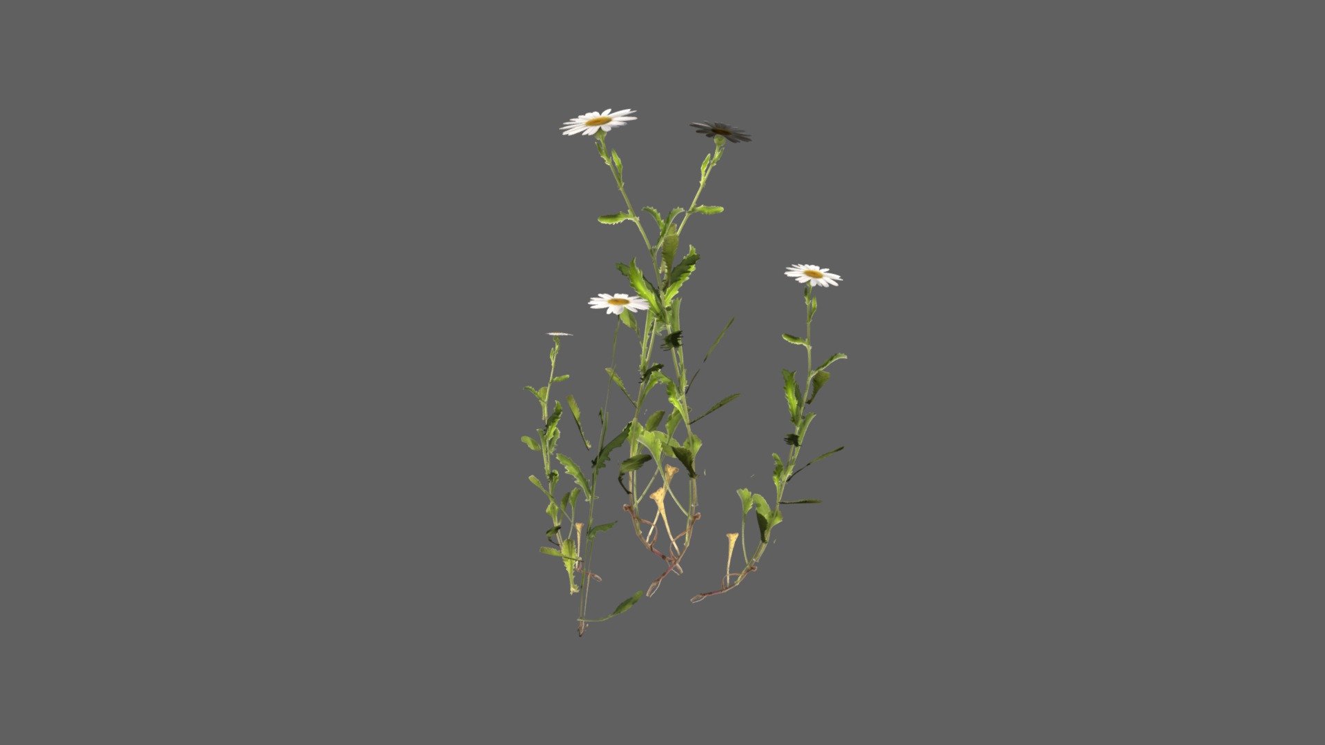 Chamomile - 3D model by Dariesta [1ea98d4] - Sketchfab