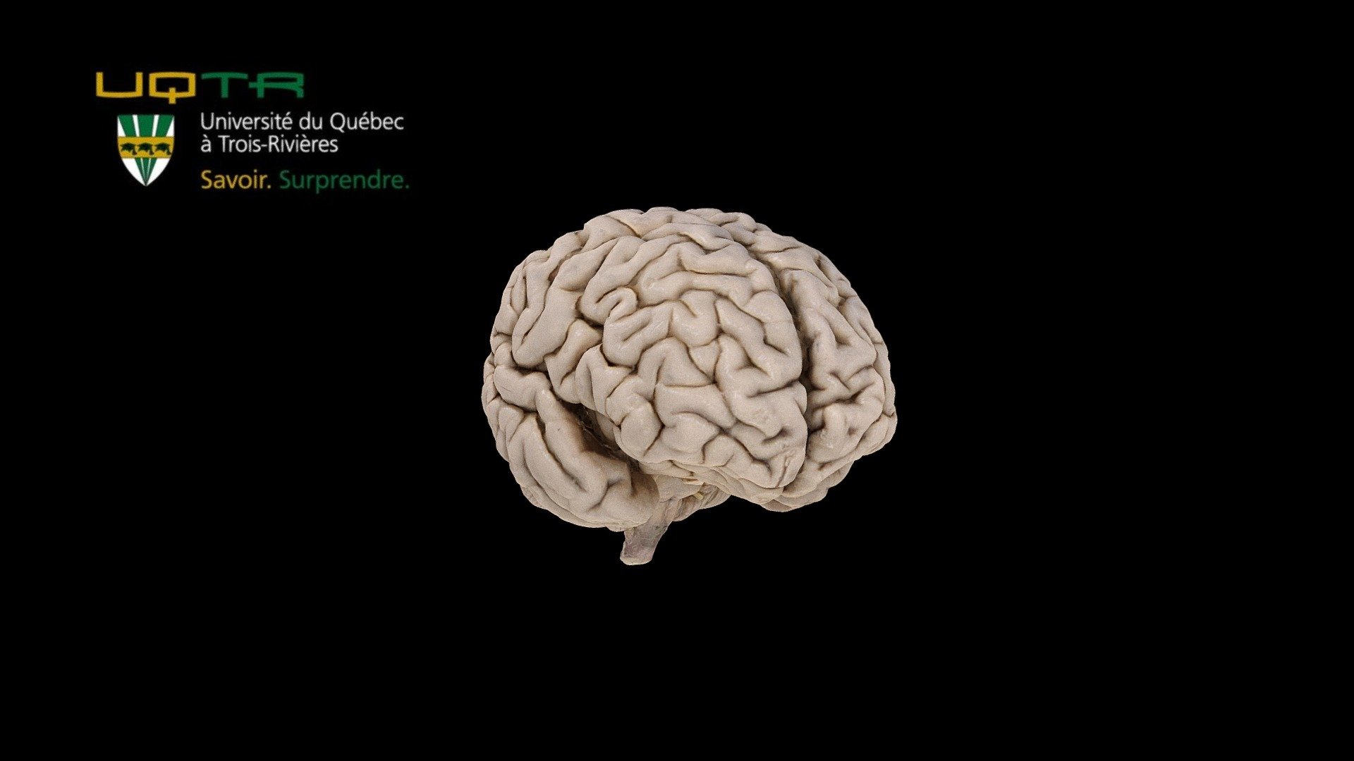 Cerveau 1 (plastiné) / Brain 1 (plastinated) - 3D model by Anatomie UQTR - Anatomy UQTR ...