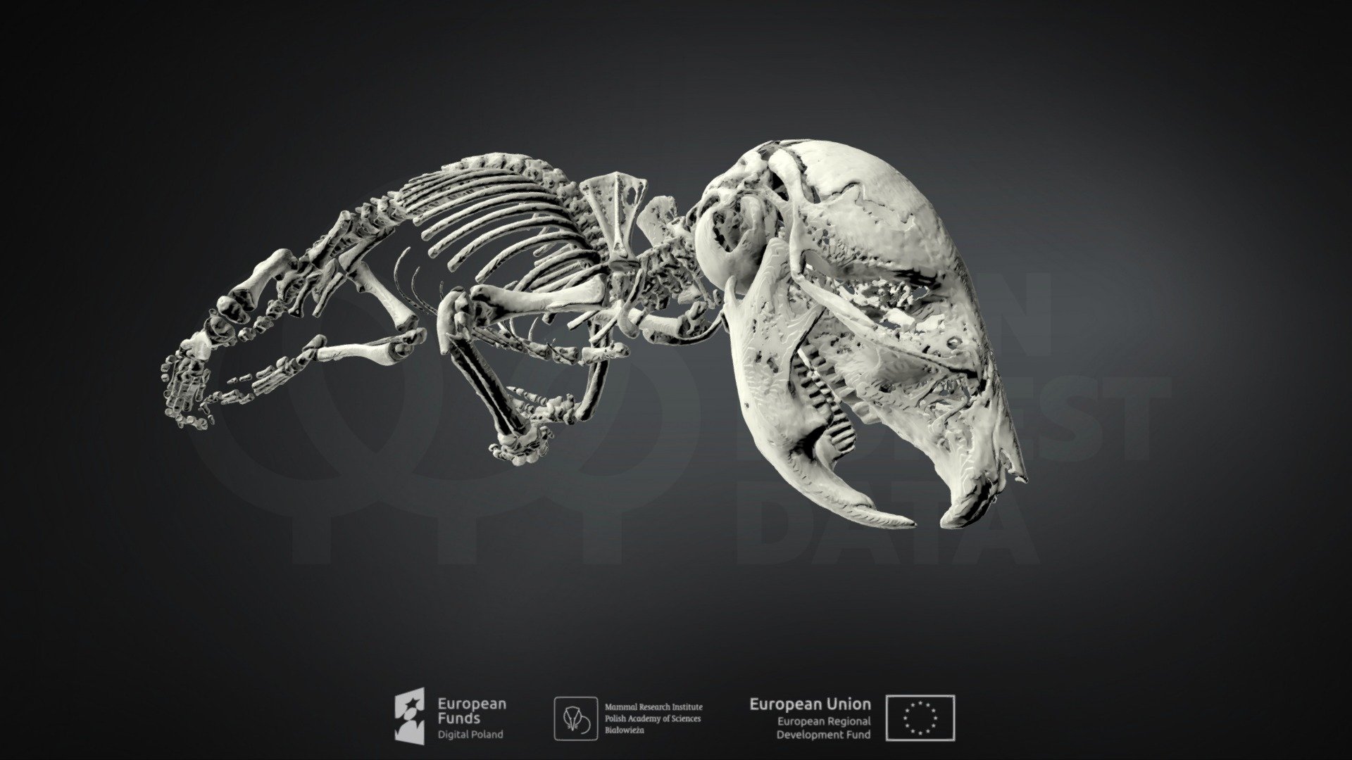 Microtus oeconomus (Tundra vole) Nornik północny - Download Free 3D ...