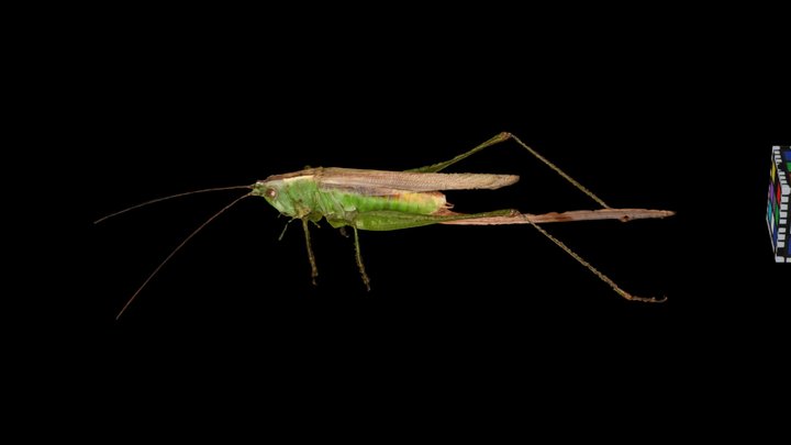 Tettigoniidae 3D models - Sketchfab