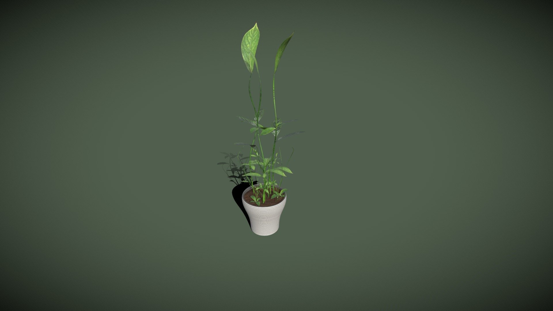 plant - Download Free 3D model by qw1nx1 [1eb1459] - Sketchfab