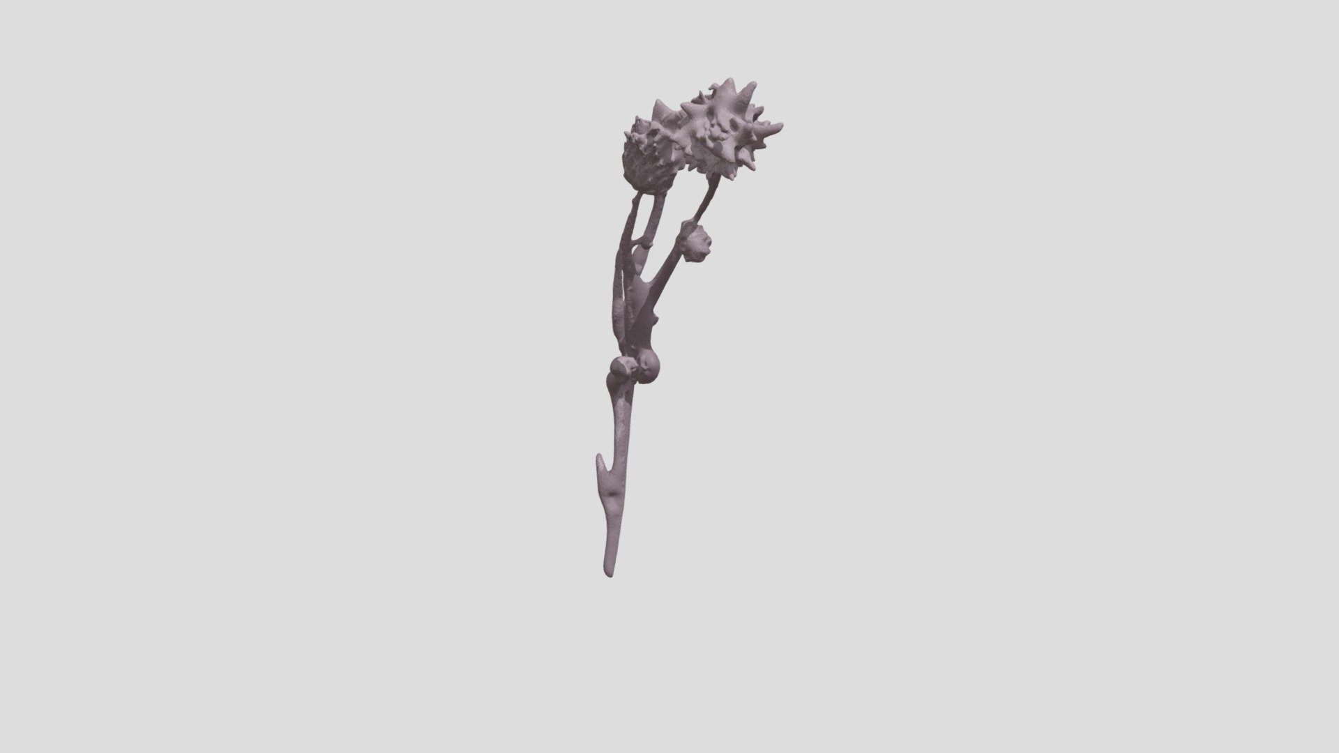 Thistle - Download Free 3D model by BellaBe33 [1eb17f5] - Sketchfab