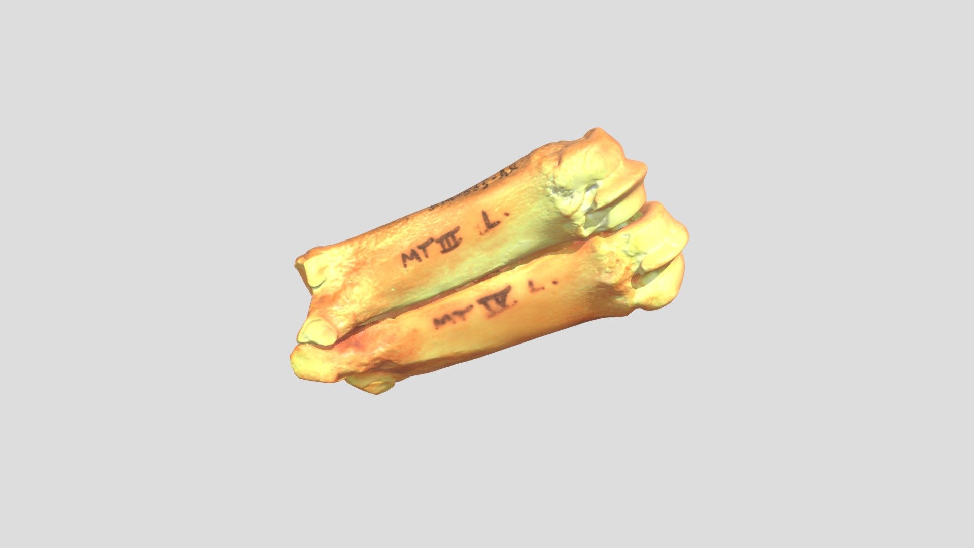 Sus scrofa (pig) - L metatarsals III + IV - 3D model by ...