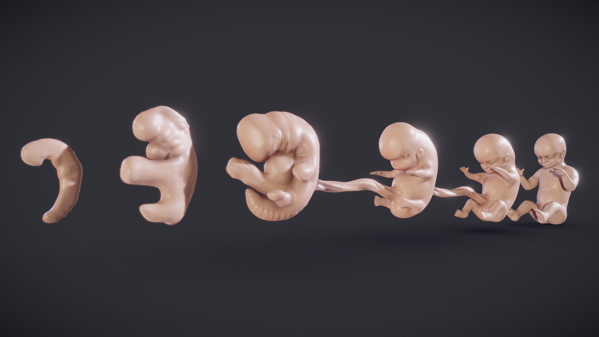 Human Fetuses Stages