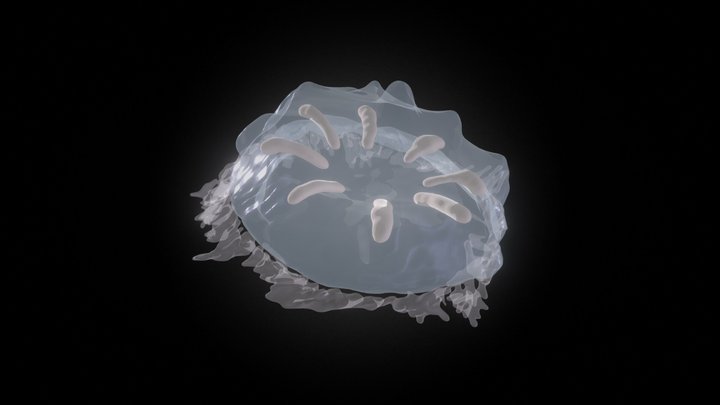 Cnidaria 3D models - Sketchfab