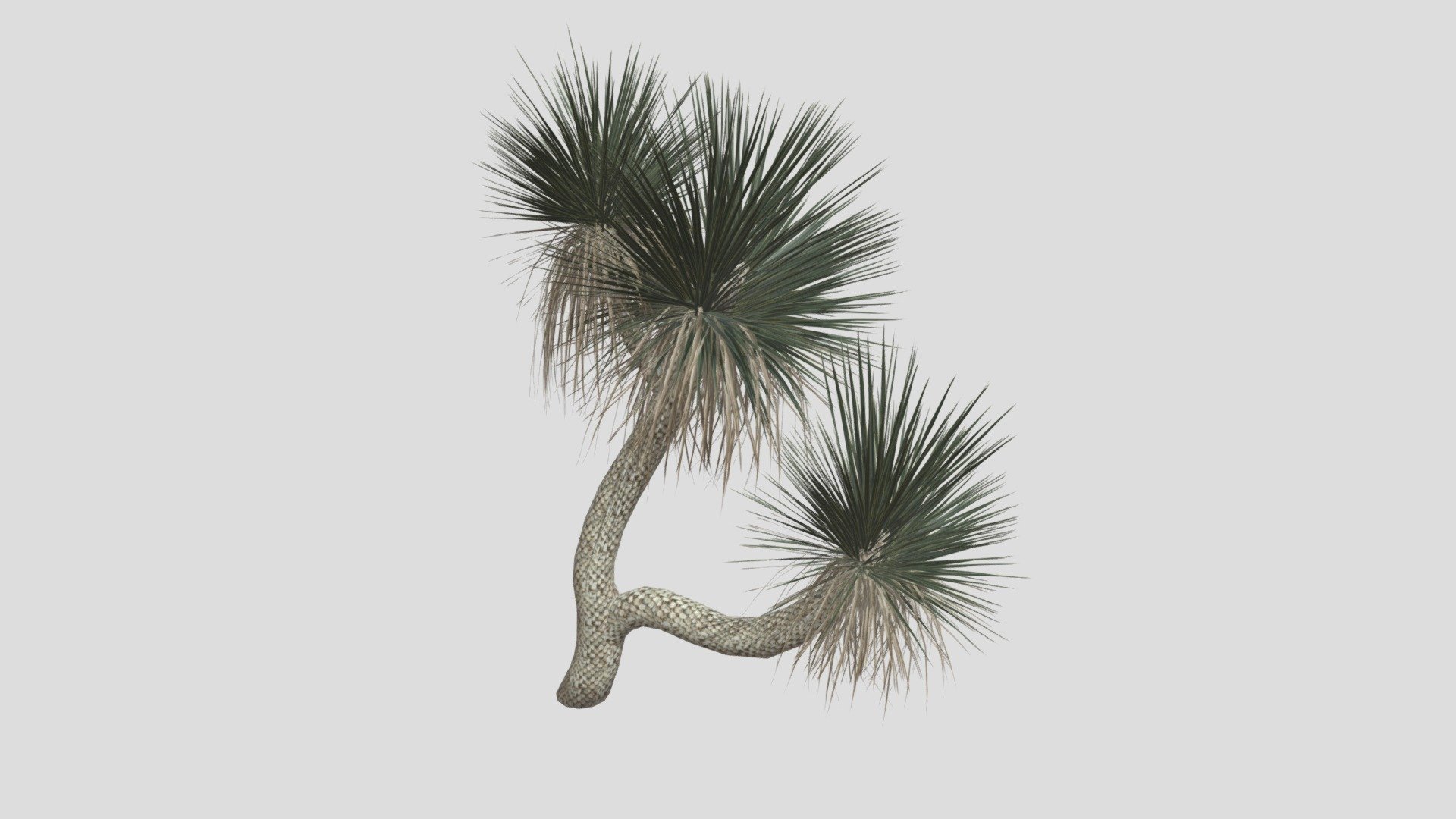 3 Head Beaked Yucca - Yucca Rostrata - 3D model by LocalPlantSupply ...