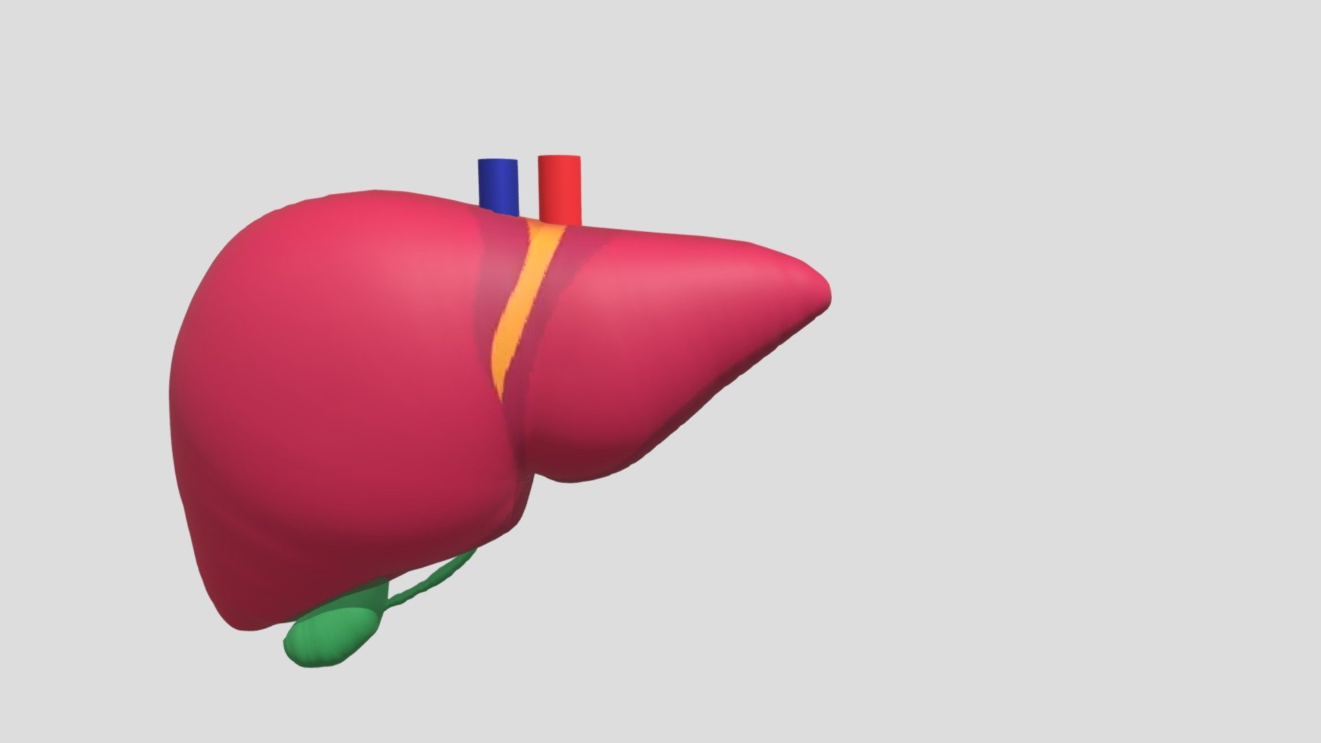 LIVER - 3D model by fetyayu [1ebc560] - Sketchfab