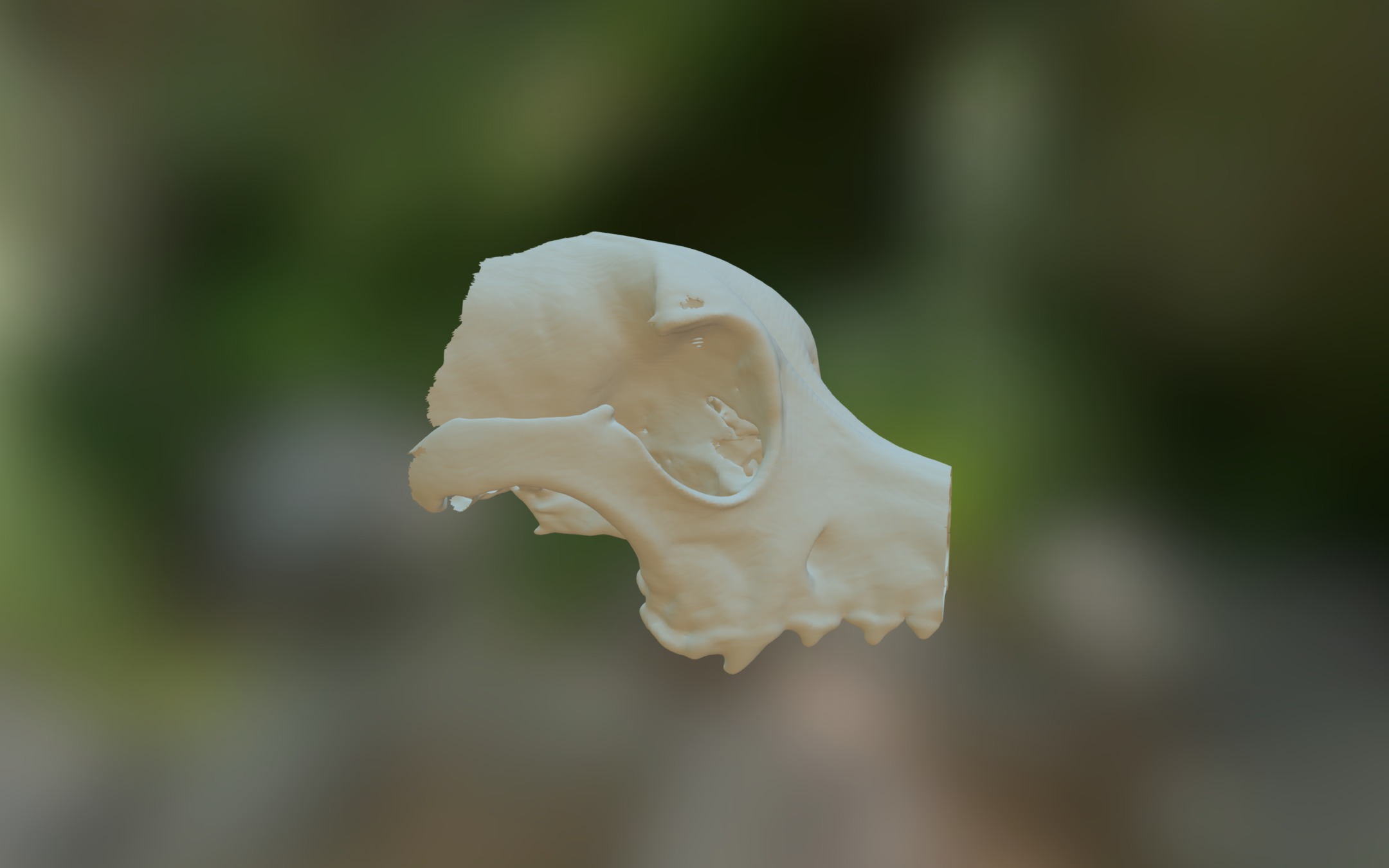 Dog Skull - 3D model by zacharyfyi [1ebcc2d] - Sketchfab