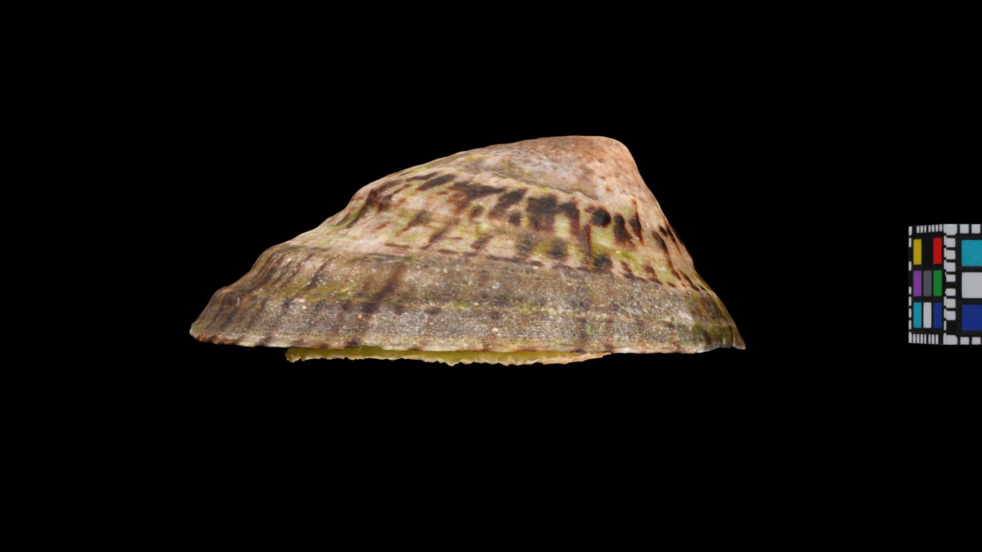 ベッコウガサ？ Cellana grata? - Download Free 3D model by ffish.asia / floraZia.com (@ffishAsia-and ...