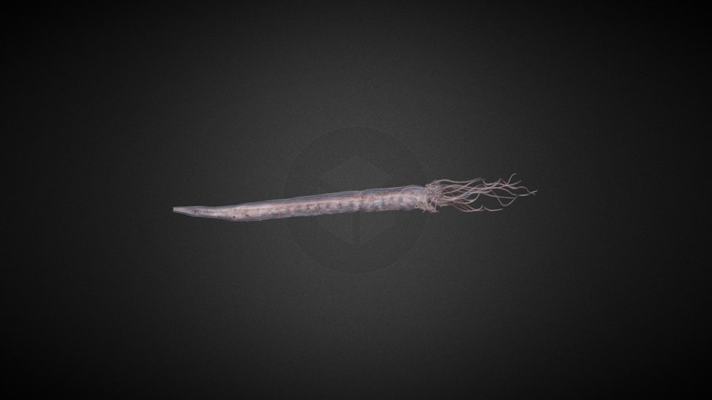 Sand Mason Worm (Lanice Conchilega) - 3D model by Catherine T ...