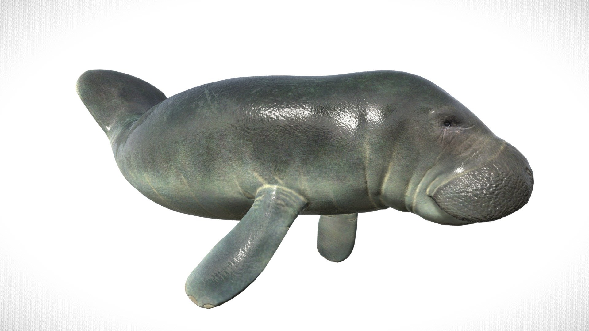 Manatee - Buy Royalty Free 3D model by Etherion Designs ...