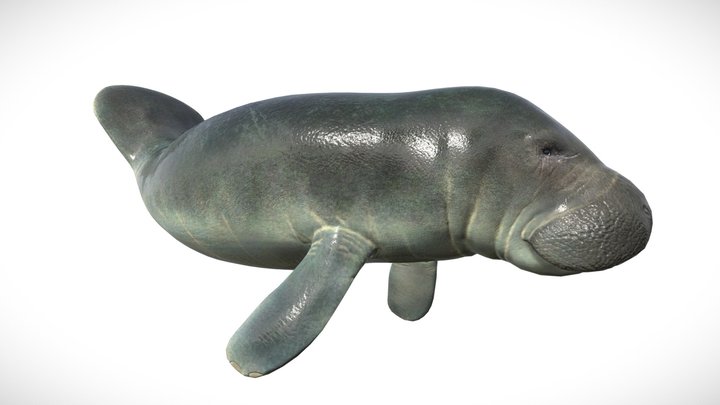Dugong 3D models - Sketchfab