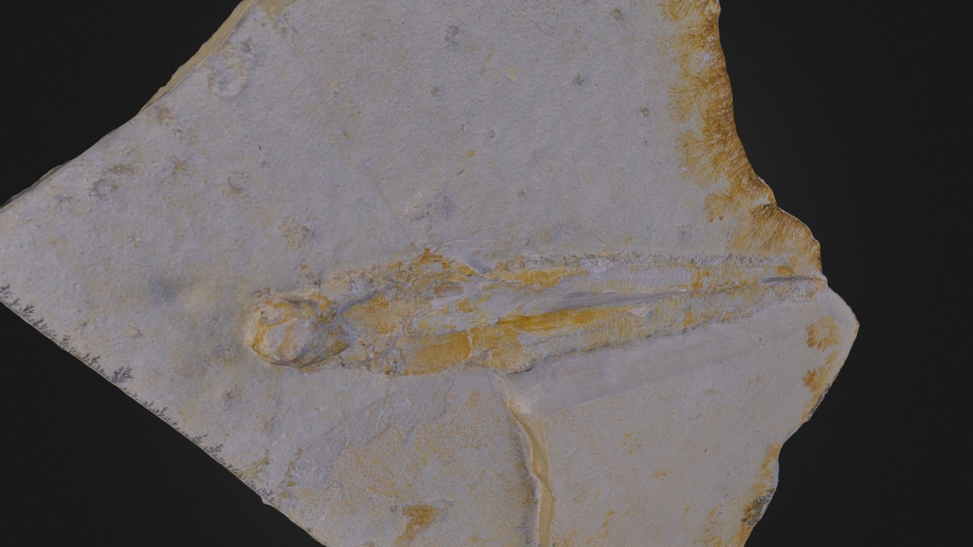 CUTTLEFISH FOSSIL - 3D model by 3D Fossils (@conqueror78) [1ecd67e ...