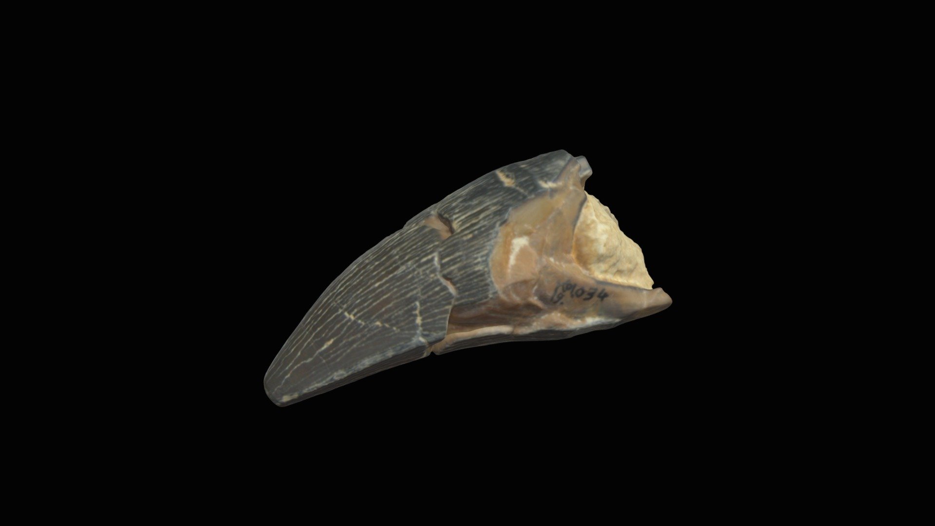 mosasaur tooth 000 506 - 3D model by MSP-Paleo [1ed3f23] - Sketchfab