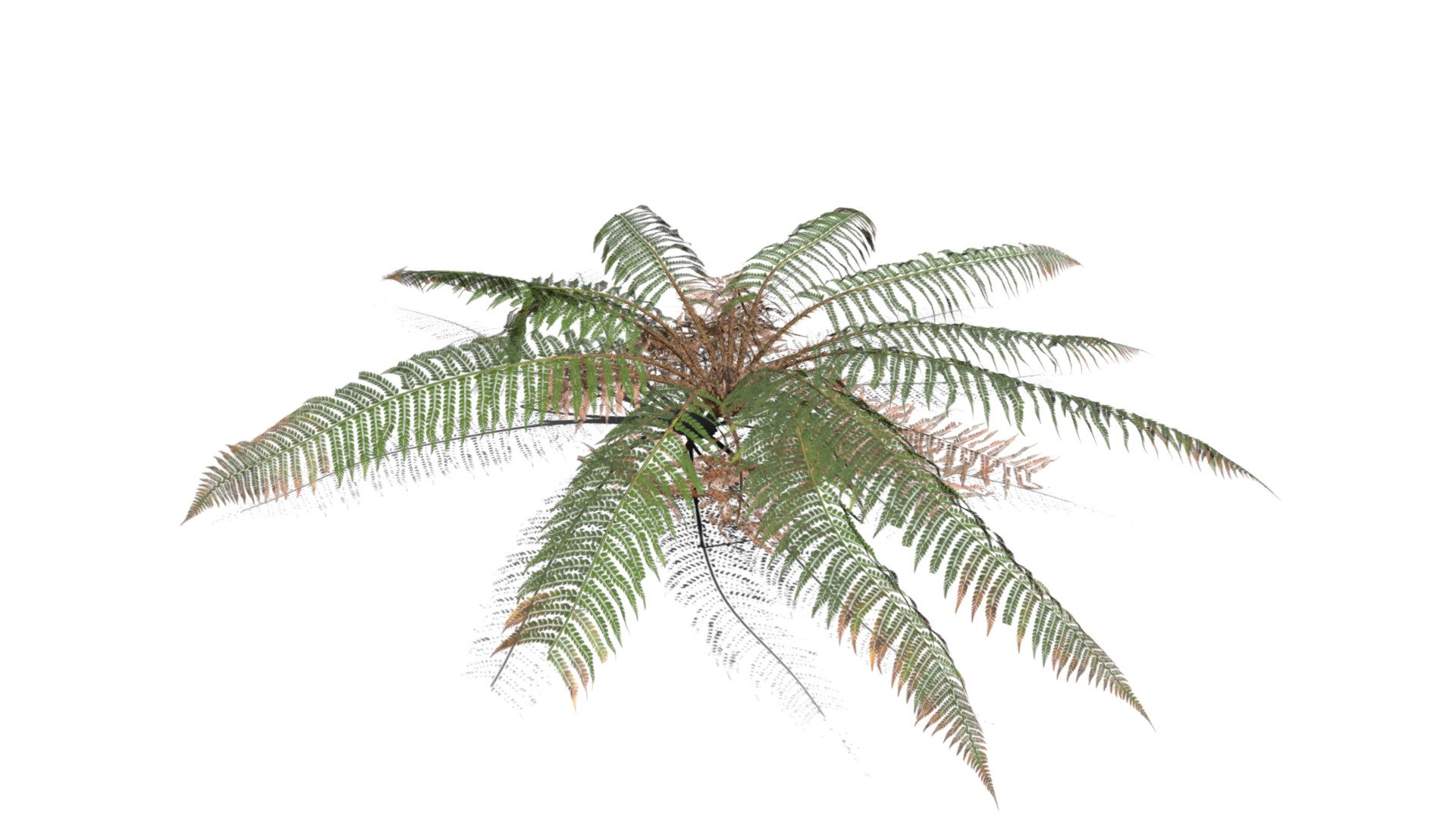 Realistic HD Male fern (25/50) - Buy Royalty Free 3D model by ...
