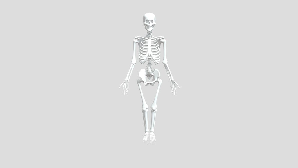Anatomy - A 3D model collection by ShadowRaptor (@ShadowRaptor42 ...