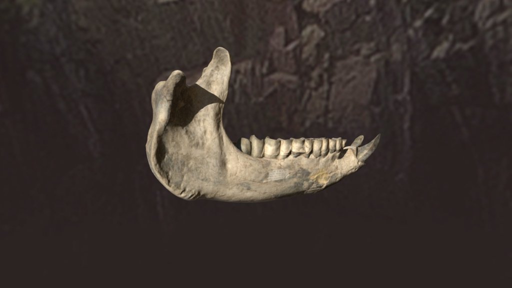 Teleoceras Jaw - Kevin - 3D model by Nebraska Public Media ...