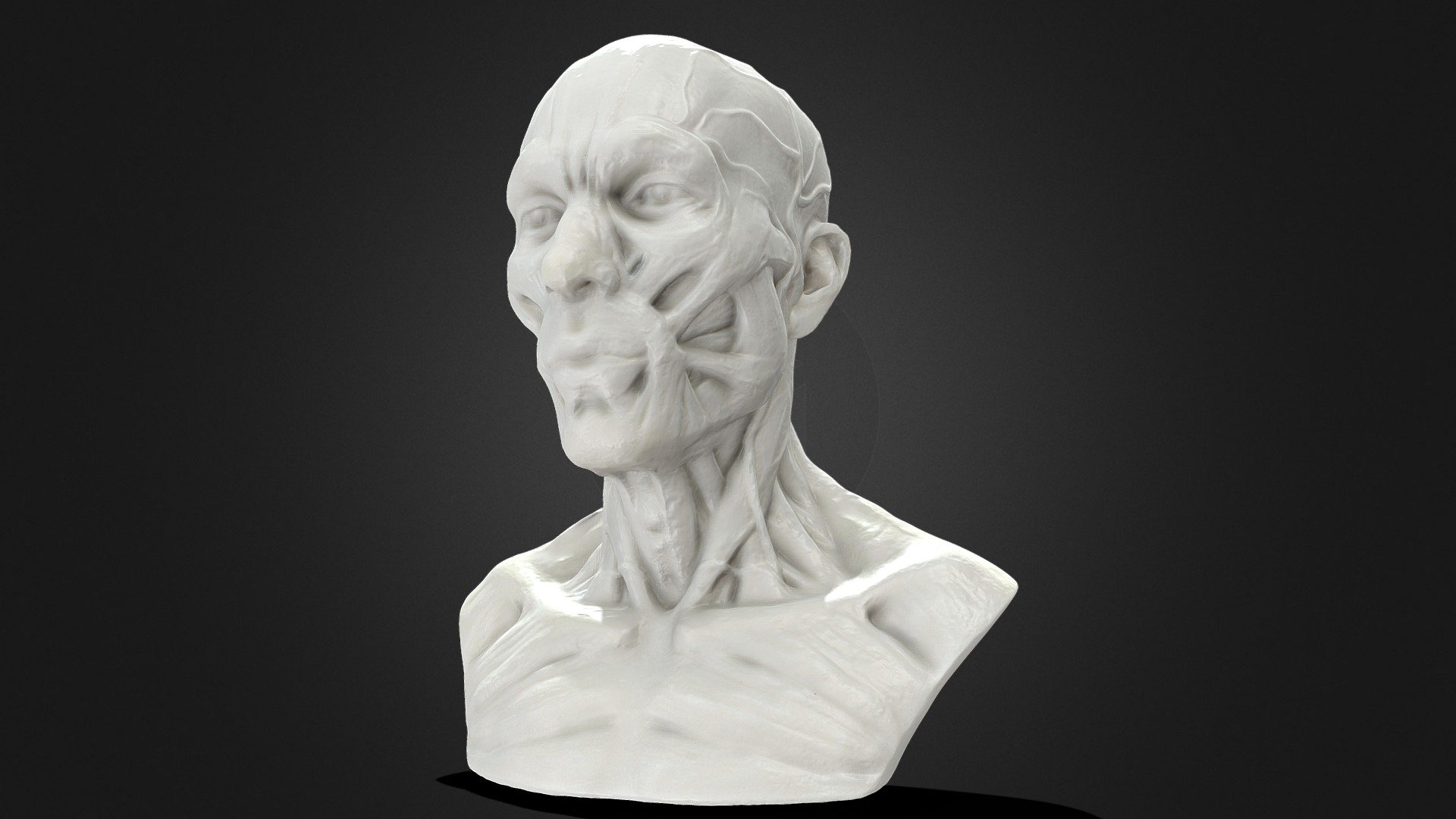 Miniature Human Model Anatomy Bust - 3D model by JPDV [1ee0a11] - Sketchfab