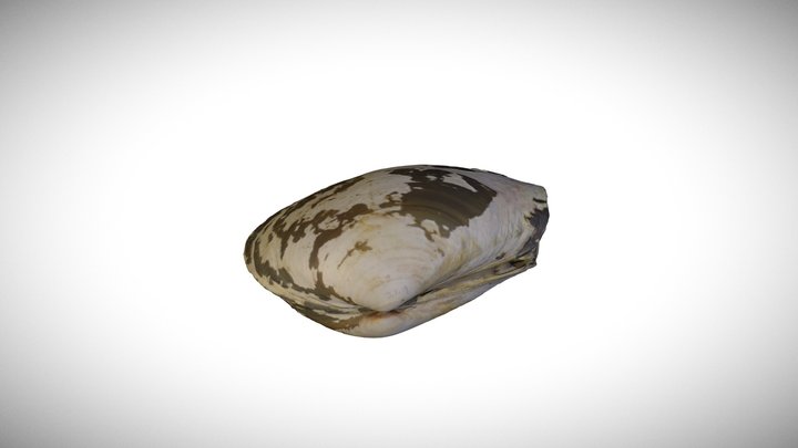 Horse-clam 3D models - Sketchfab