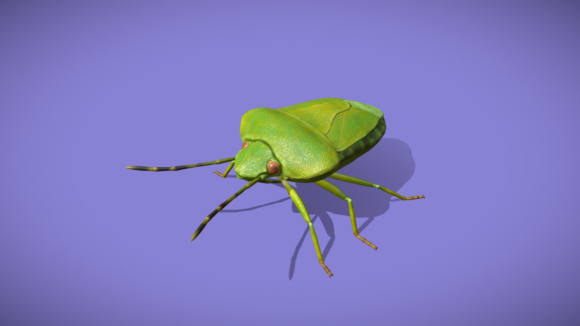 Shield bug - Buy Royalty Free 3D model by davidteglassy [1ee73ae ...