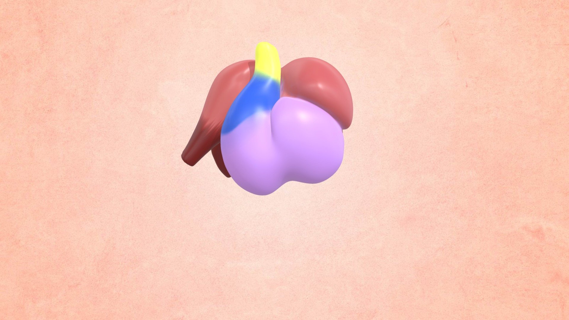 Day 28- The Developing Foetal Heart - 3D model by University of Dundee ...
