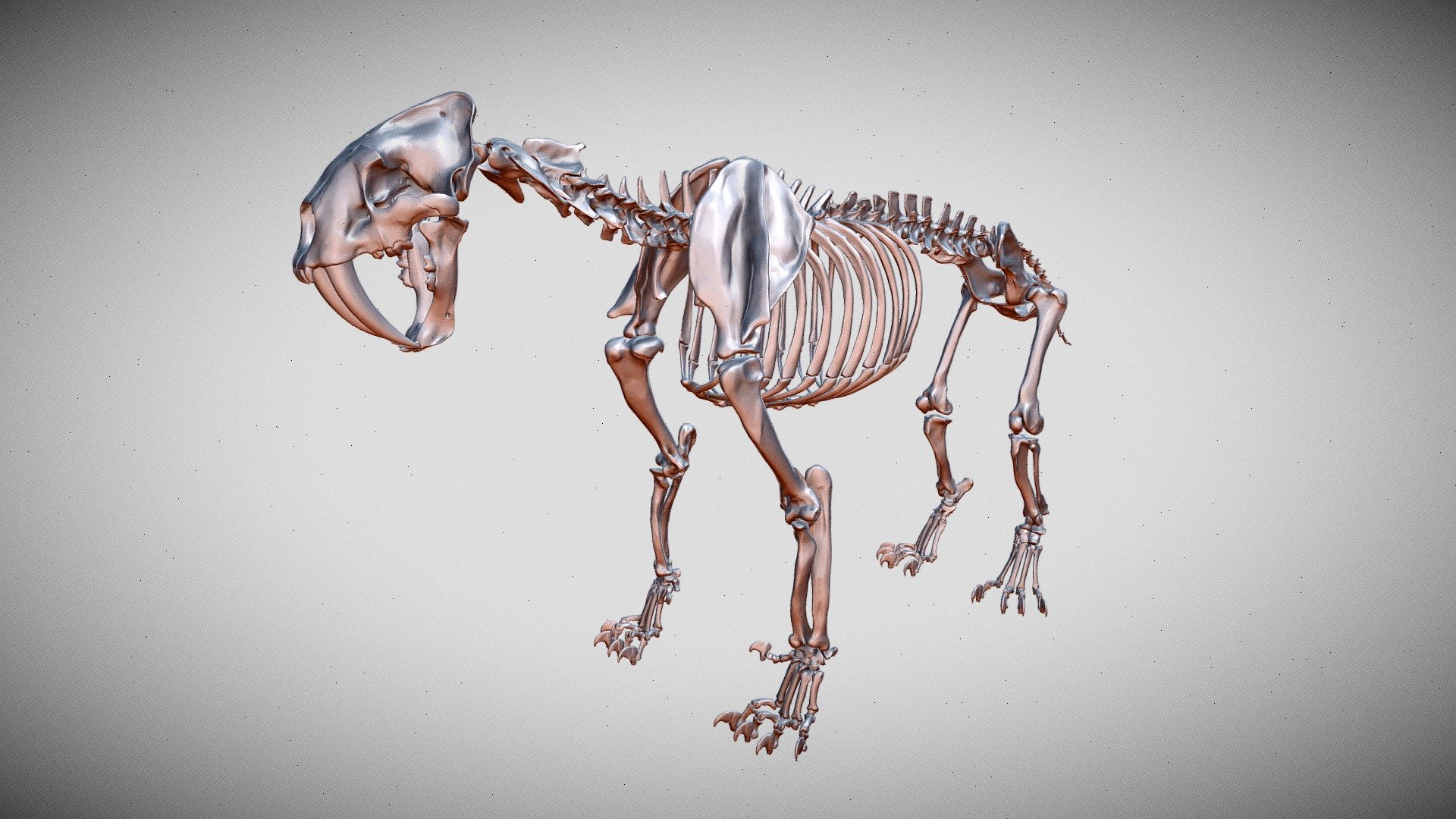 Smilodon populator skeleton - 3D model by ARAY studio (@xto15) [1ef9657 ...