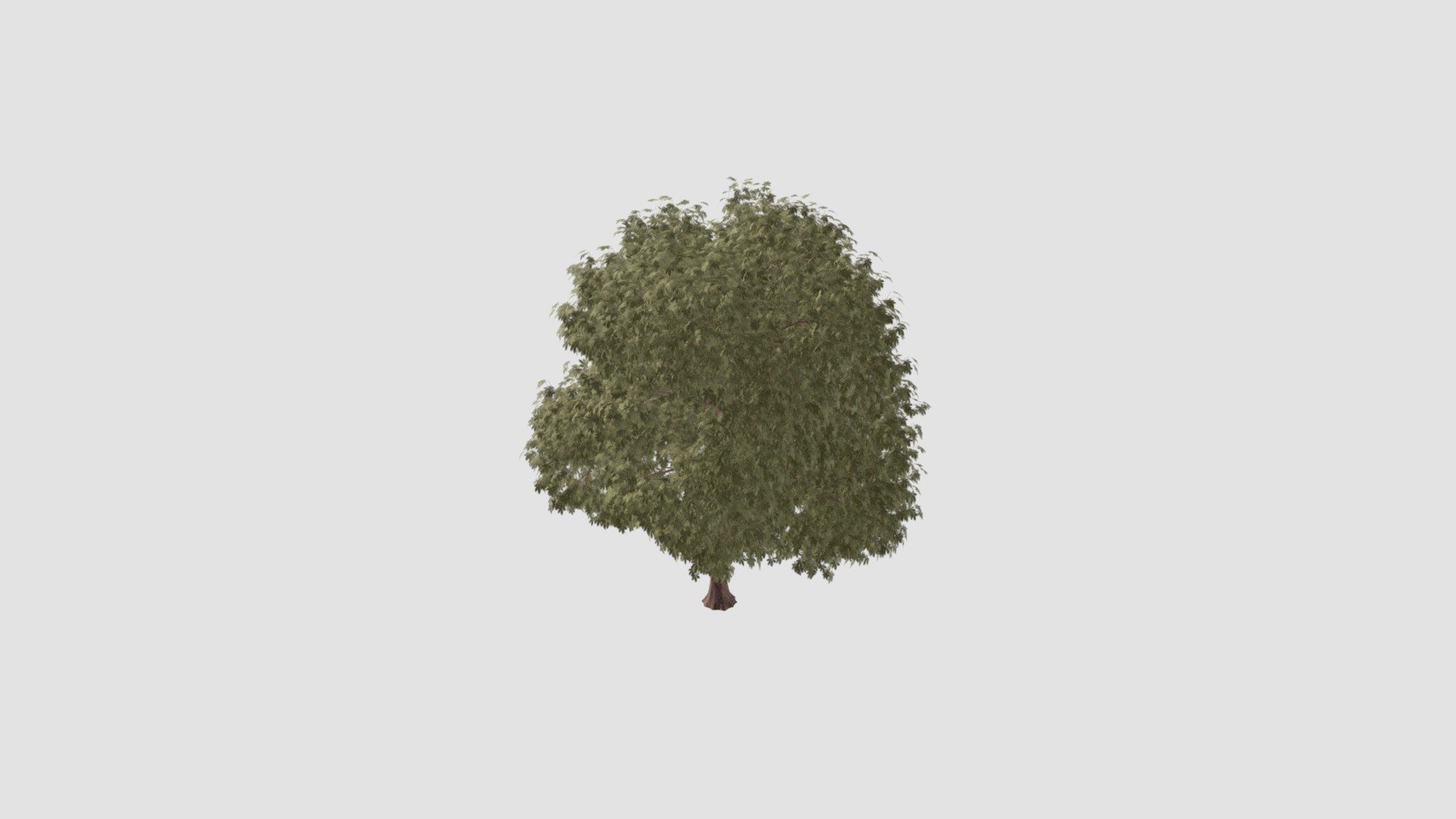 tree - Buy Royalty Free 3D model by Evermotion [1ef9ca2] - Sketchfab Store