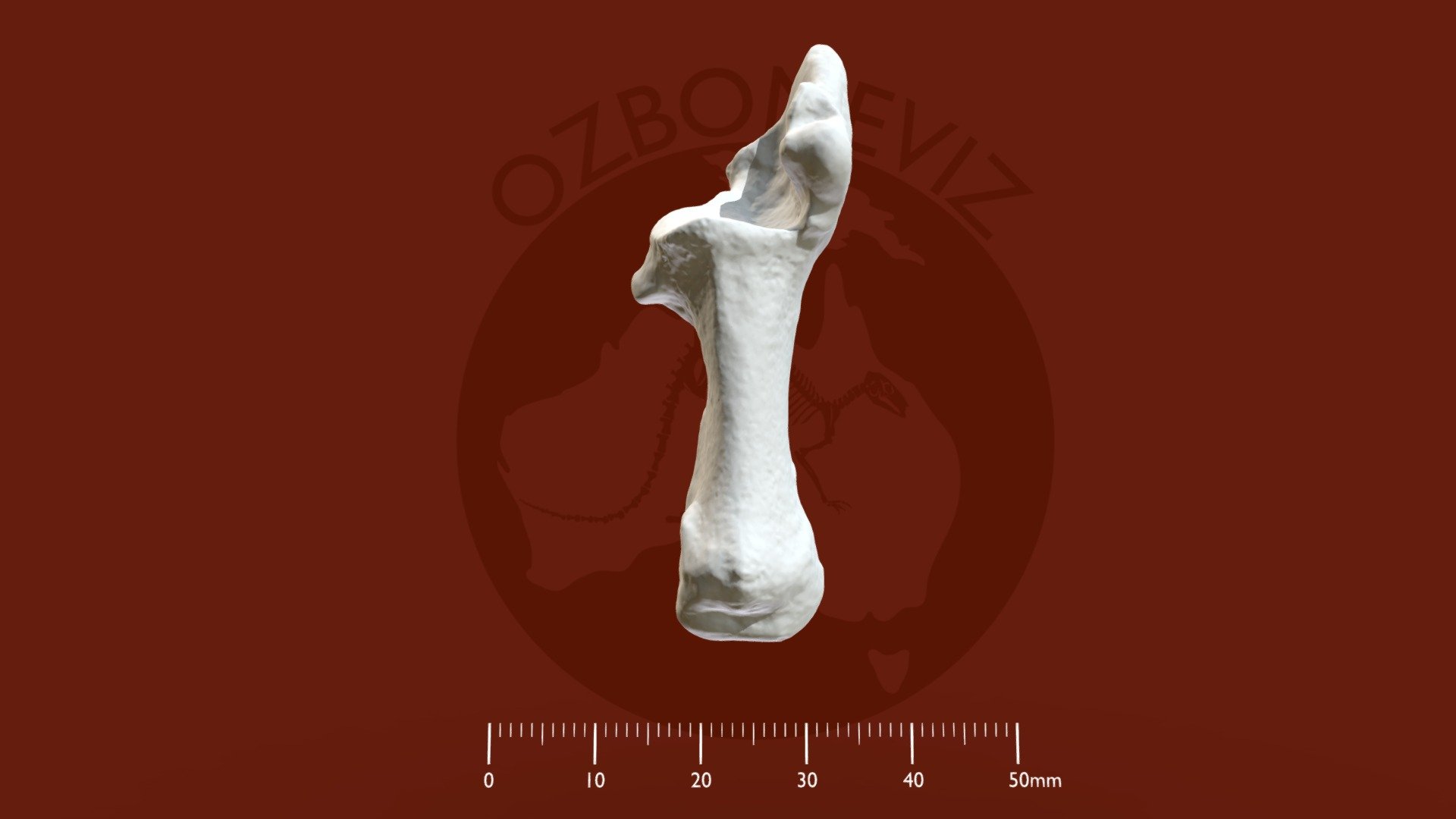 Domestic sheep calcaneus - 3D model by Ozboneviz [1efd4e7] - Sketchfab