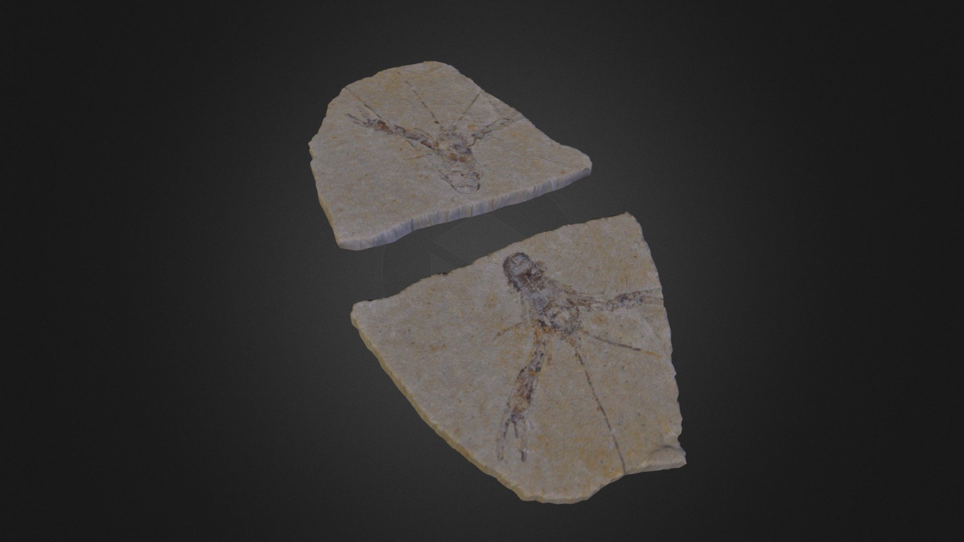 CRAYFISH - 3D model by 3D Fossils (@conqueror78) [1eff3b8] - Sketchfab