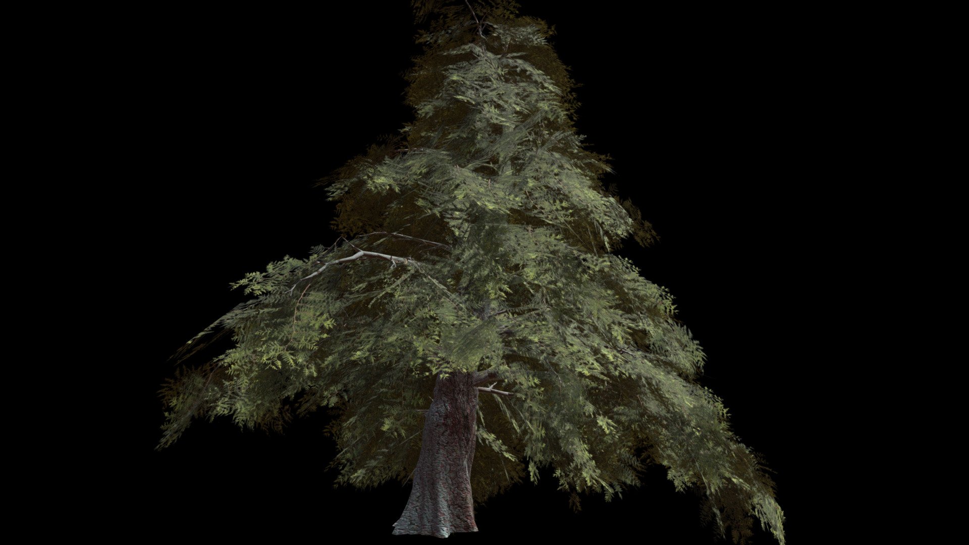 Conifer Tree (high-Poly) - Download Free 3D model by Sereib [1f013f1 ...