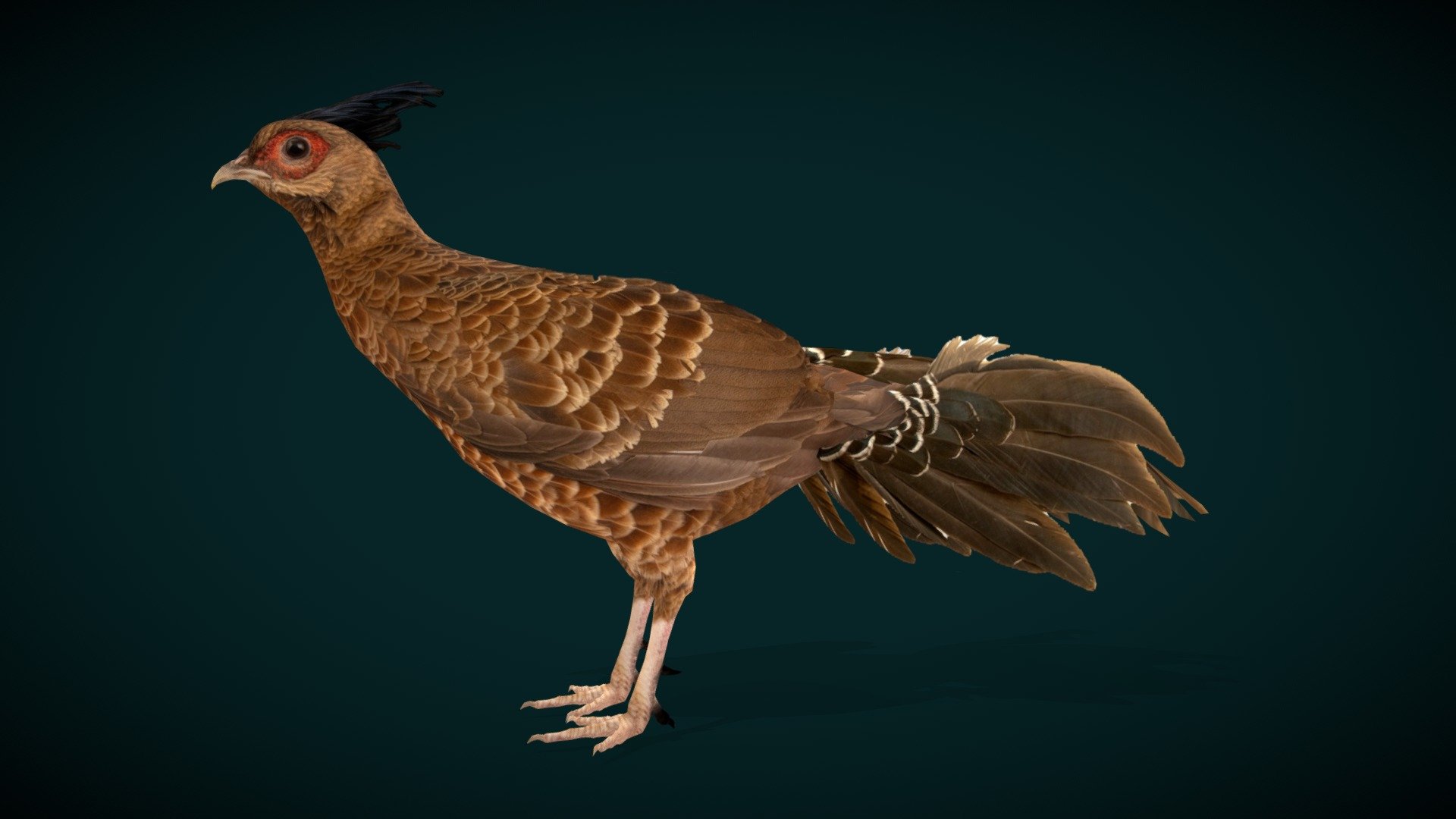 Nepal Kalij Pheasant Bird (Lowpoly) - Buy Royalty Free 3D model by ...
