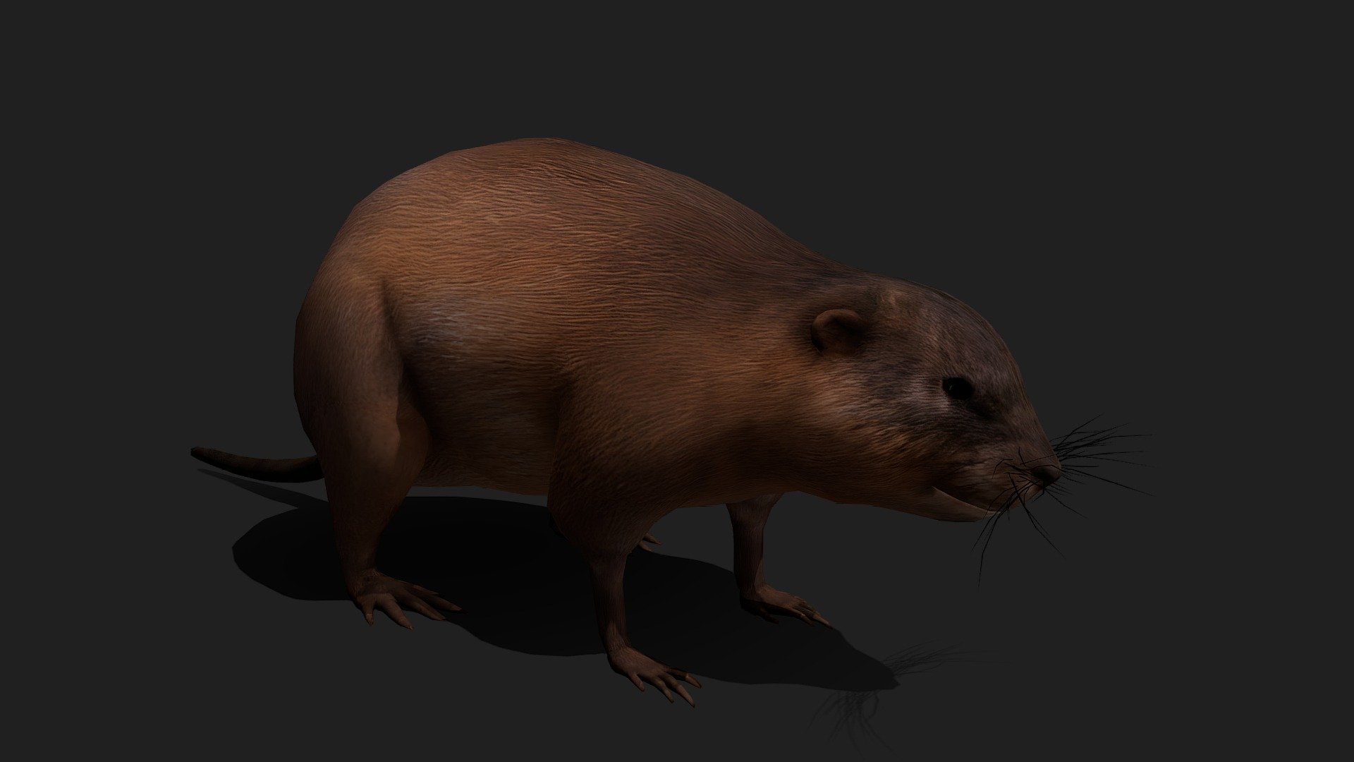 Realistic Muskrat 3D Model - 3D model by WildMesh 3D (@WildMesh_3D ...