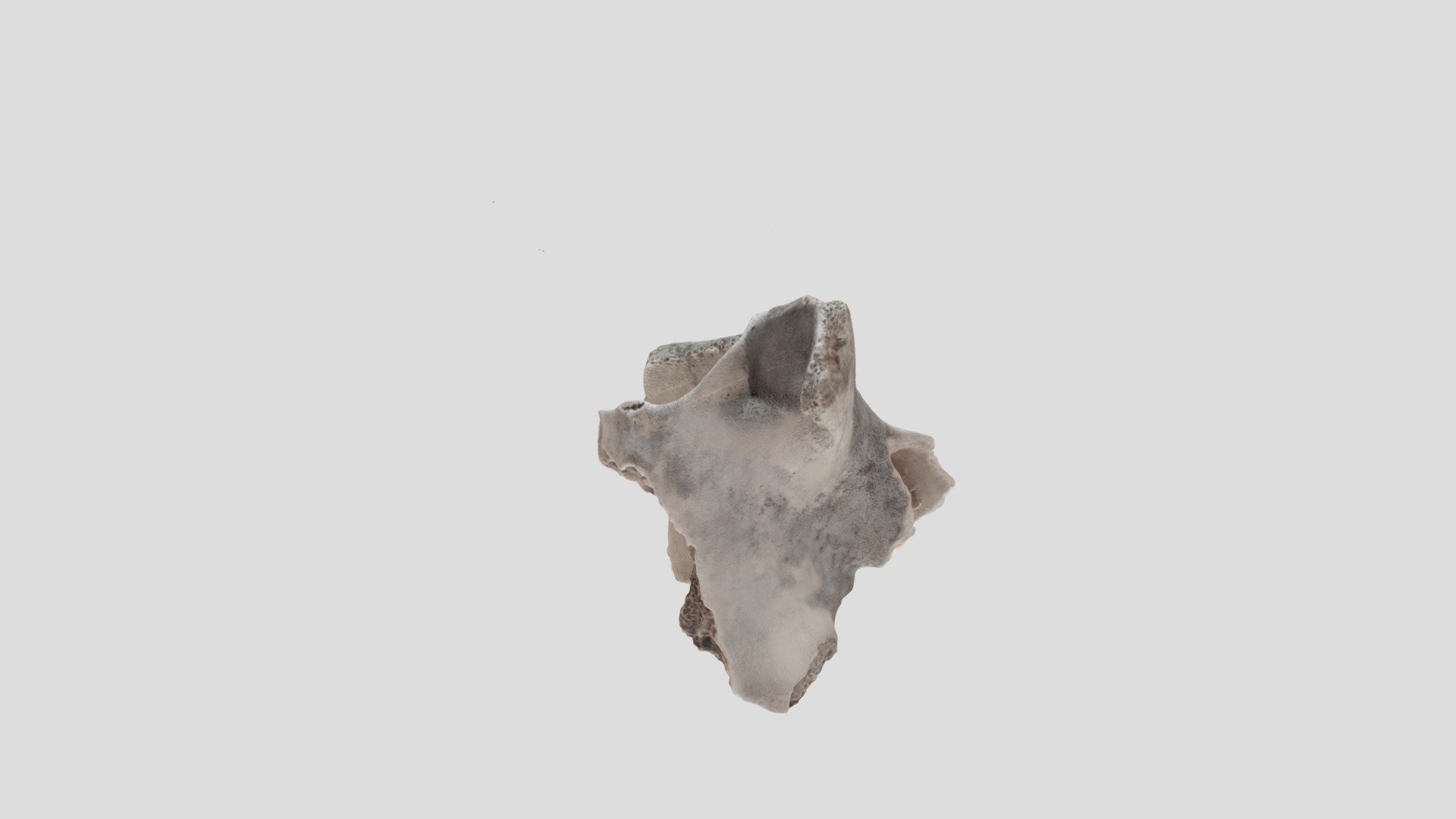 bone complete - Download Free 3D model by gusguagi [1f0b62e] - Sketchfab