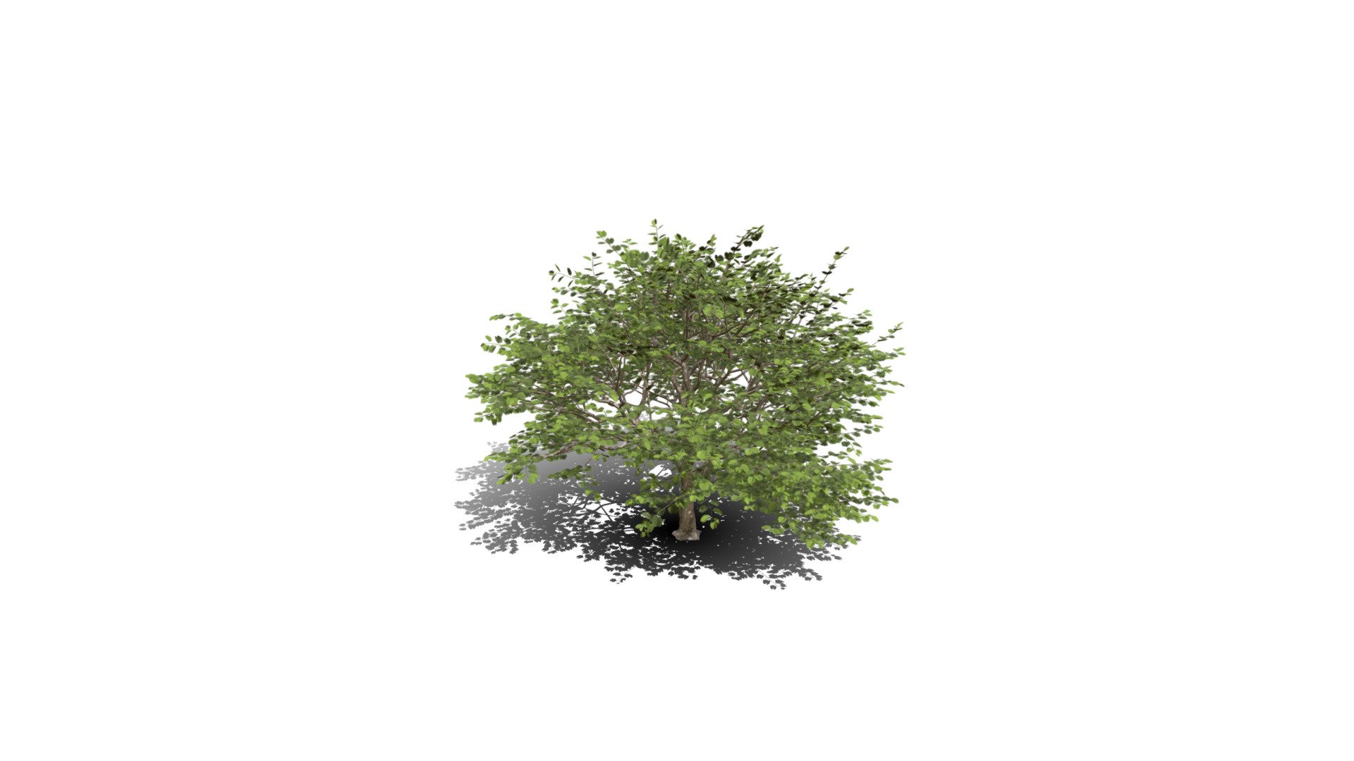 Realistic HD Hong Kong orchid tree (35/40) - Download Free 3D model by ...