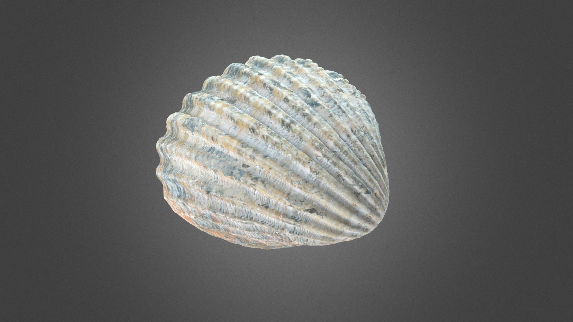 Shell 6 - 3D model by Karsten Damerau (@passion3d) [1f11b2c] - Sketchfab