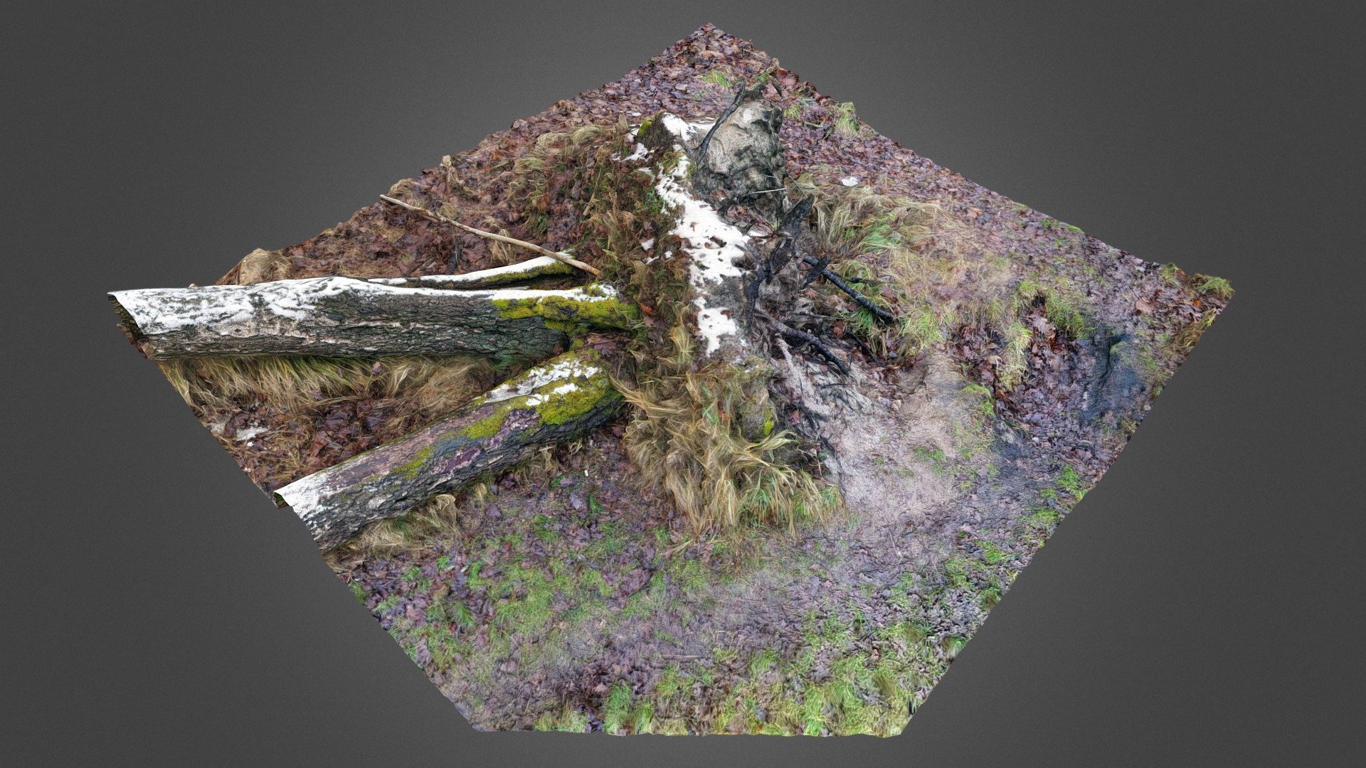 Uprooted fallen tree in forest 01 - Download Free 3D model by archiwum ...