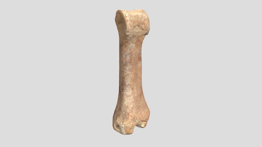 Phalanges - A 3D model collection by Ptolemy (@Girugamesh17) - Sketchfab