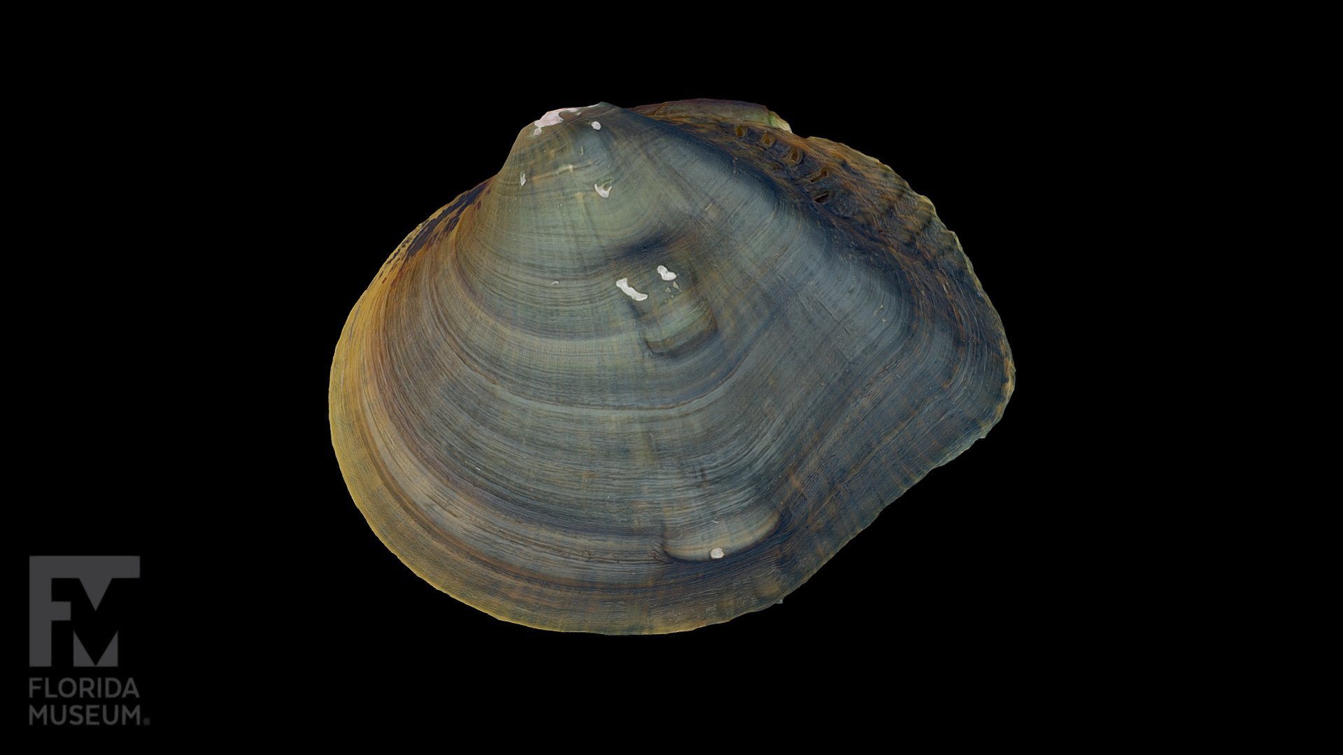 Three-horn wartyback - Freshwater mussel - 3D model by FloridaMuseum ...