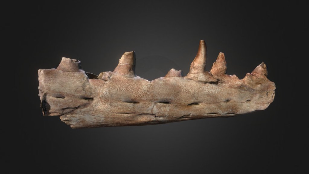 Prognathodon Jaw - 3D model by Olof Moleman (@lordtrilobite) [1f2688c ...