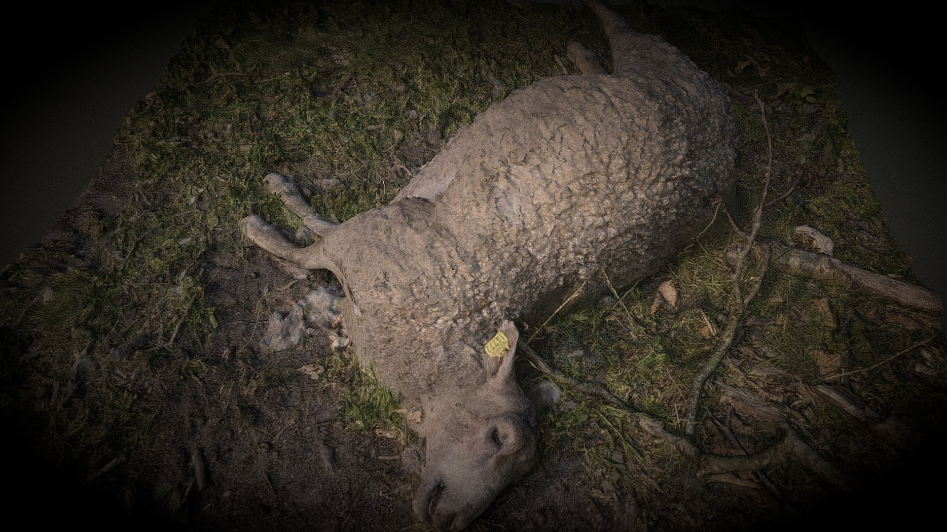 dead lamb, dödens lammunge - 3D model by David_Krantz [1f298f2] - Sketchfab