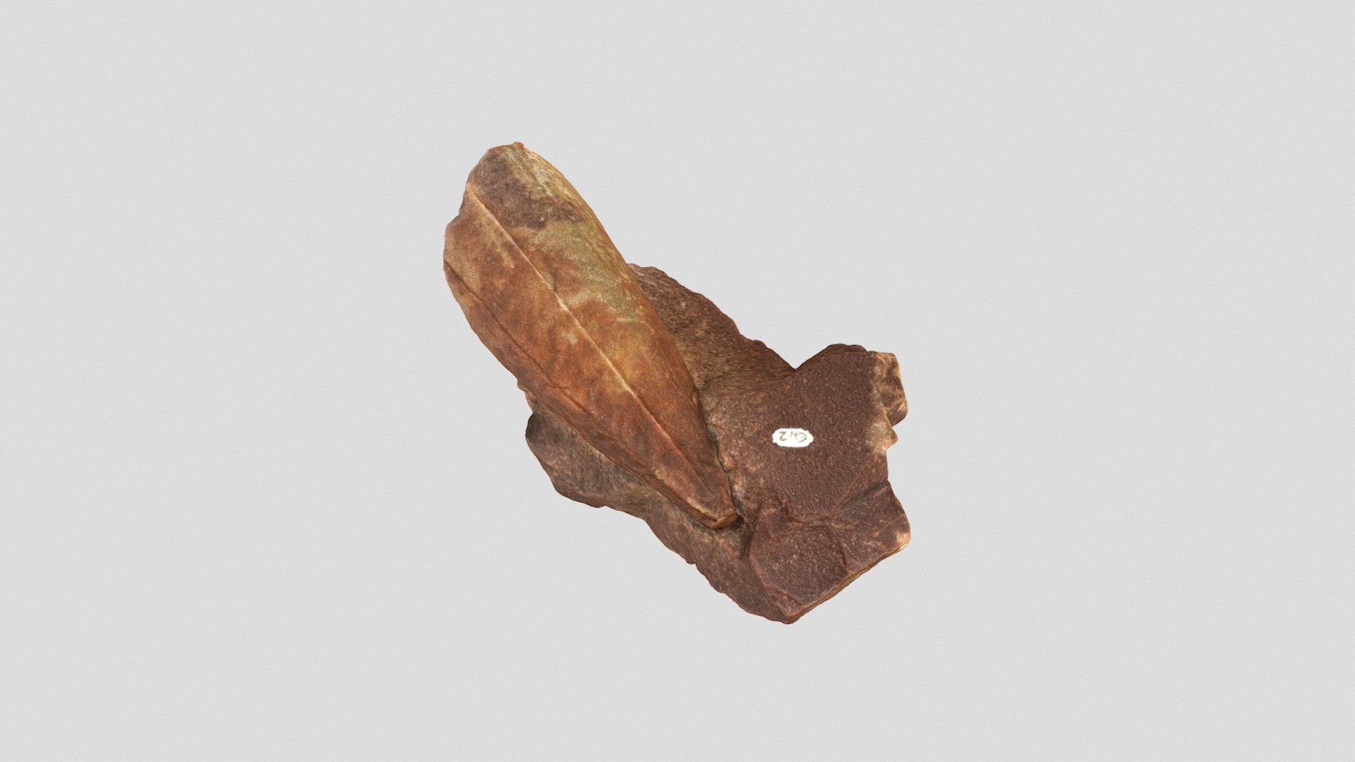Conulariida - Download Free 3D model by Atlante virtuale 3D Geoscienze ...