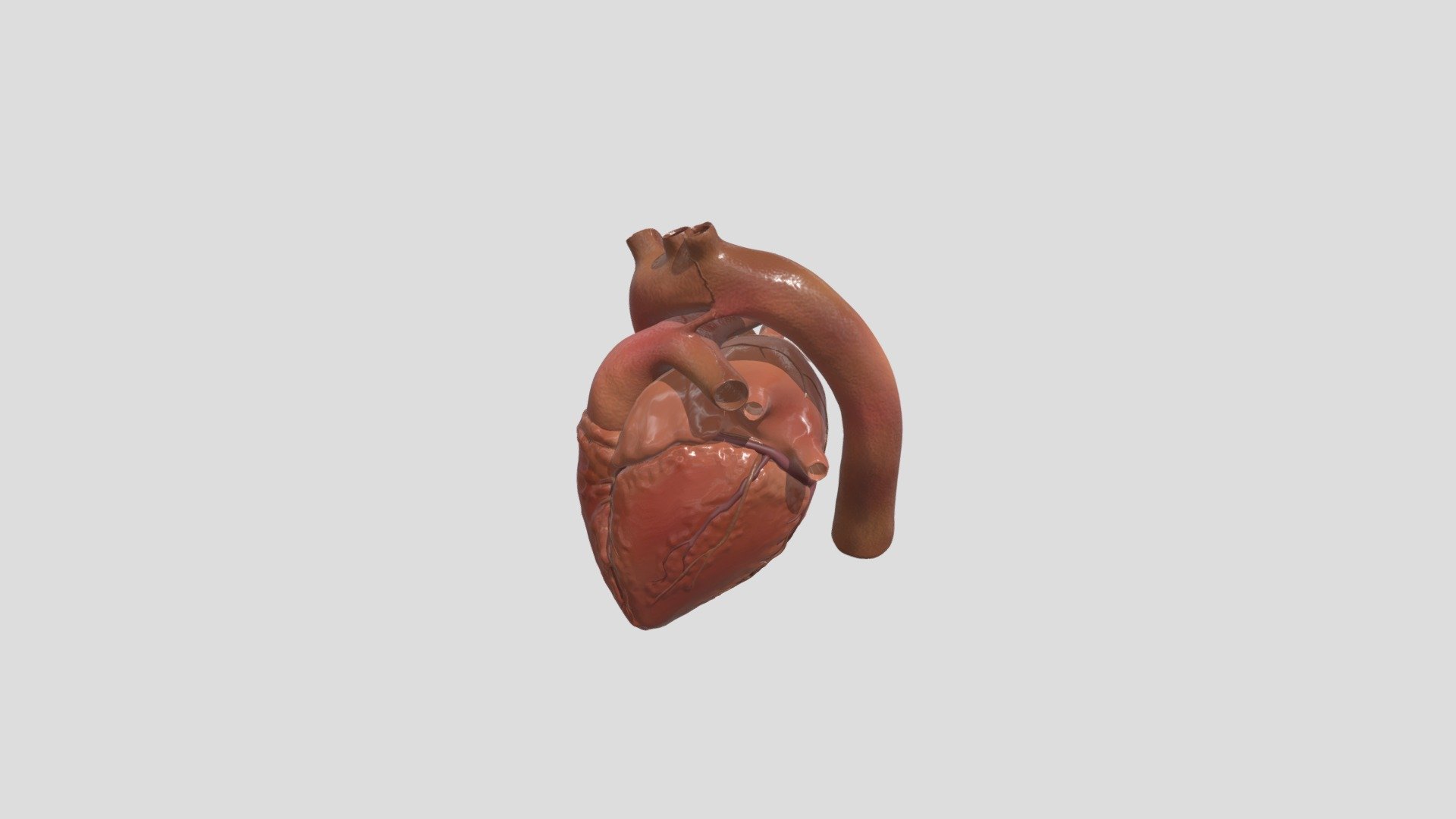 Heart - 3D model by pl709 [1f2d649] - Sketchfab