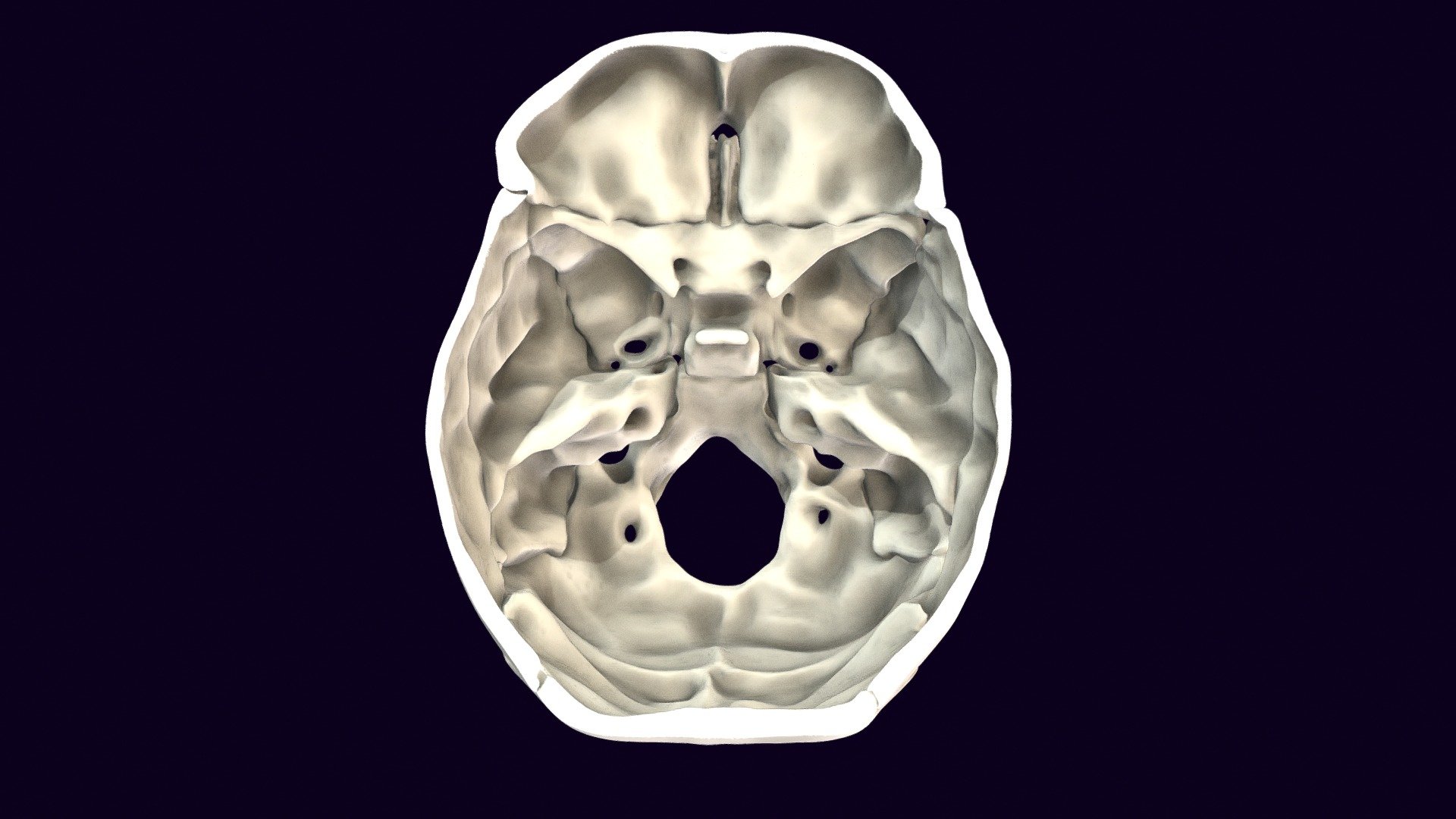 Crânio Forames - 3D model by julianark (@jkrt) [1f43e7b] - Sketchfab